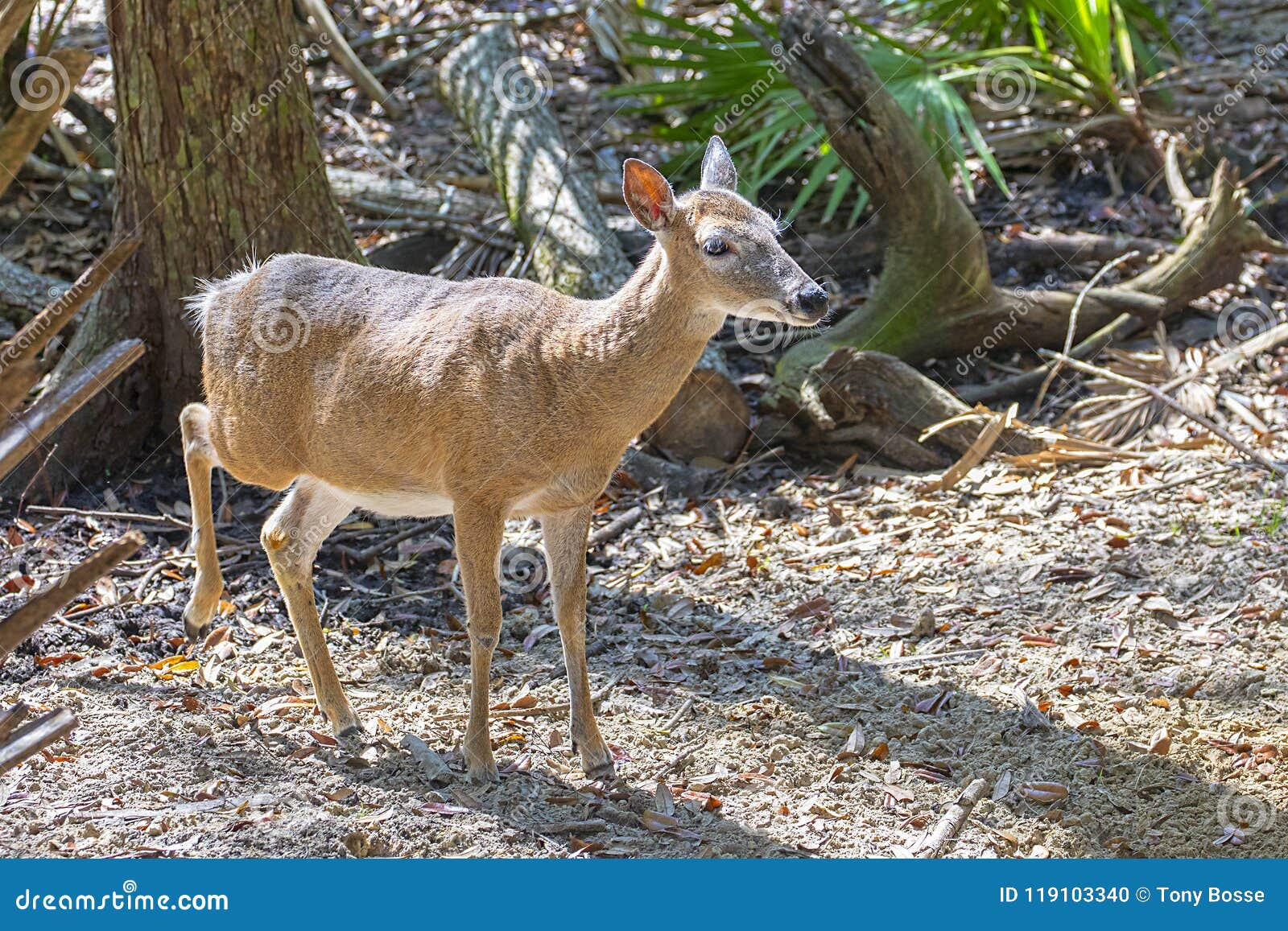 Endangered Florida Key Deer Stock Photo - Image of animal, reindeers ...