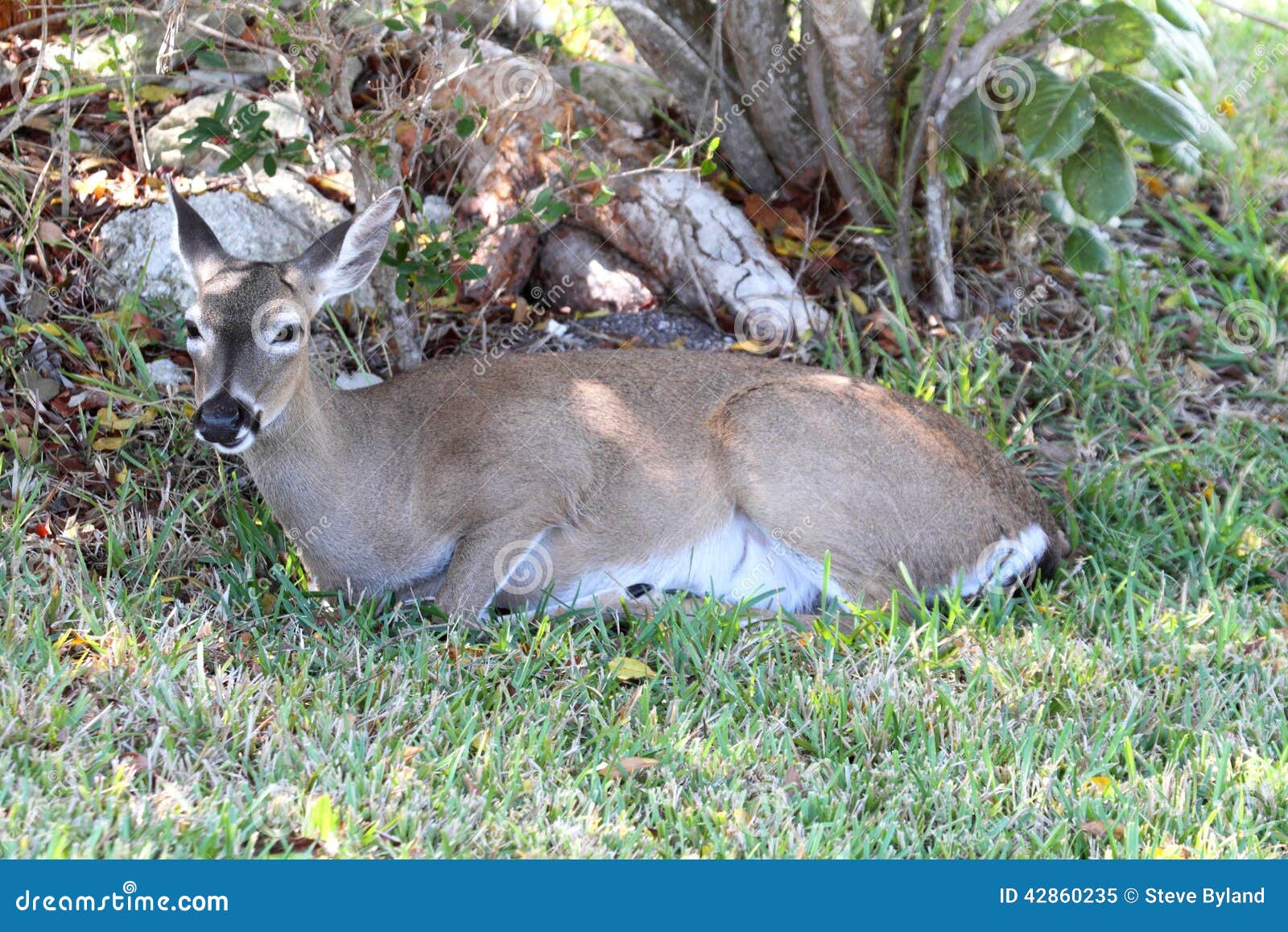 Endangered Key Deer Standing On Limestone Base With Palm And Pal Stock ...