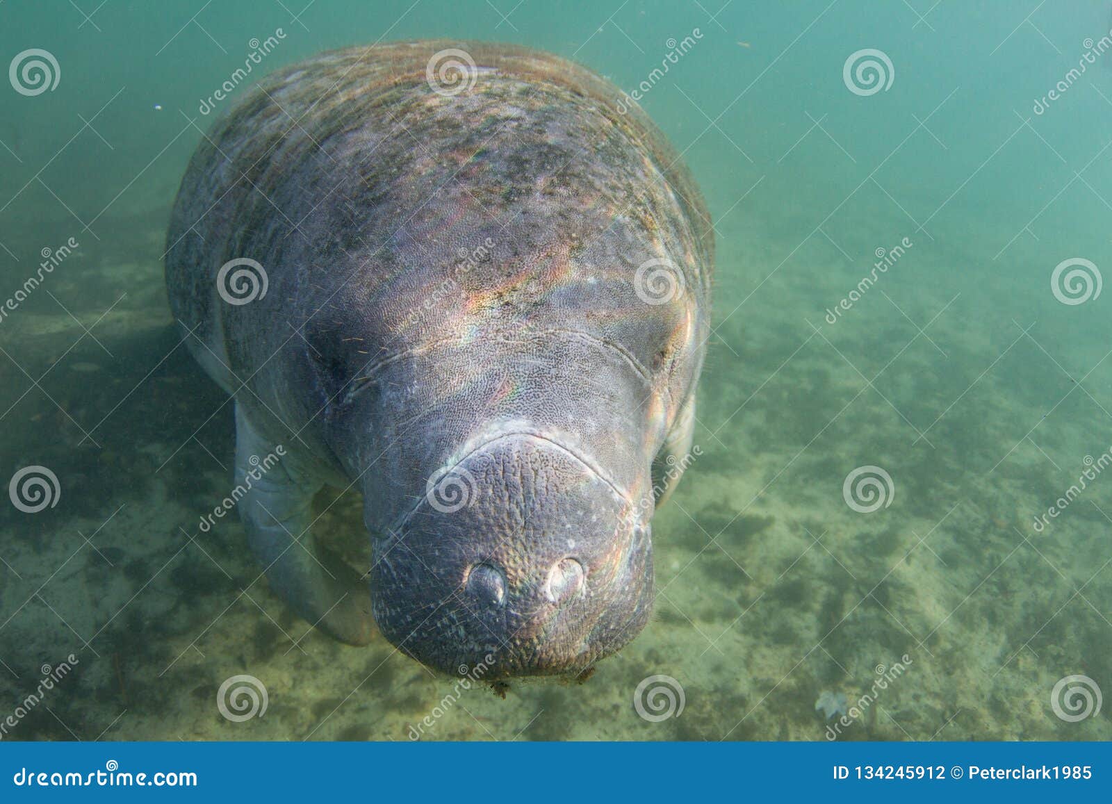 Endangered Florida Manatee stock photo. Image of spring - 134245912