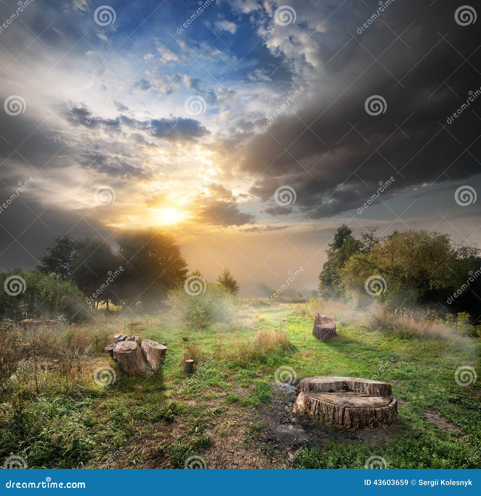 Endangered forest stock image. Image of gray, destruction - 43603659