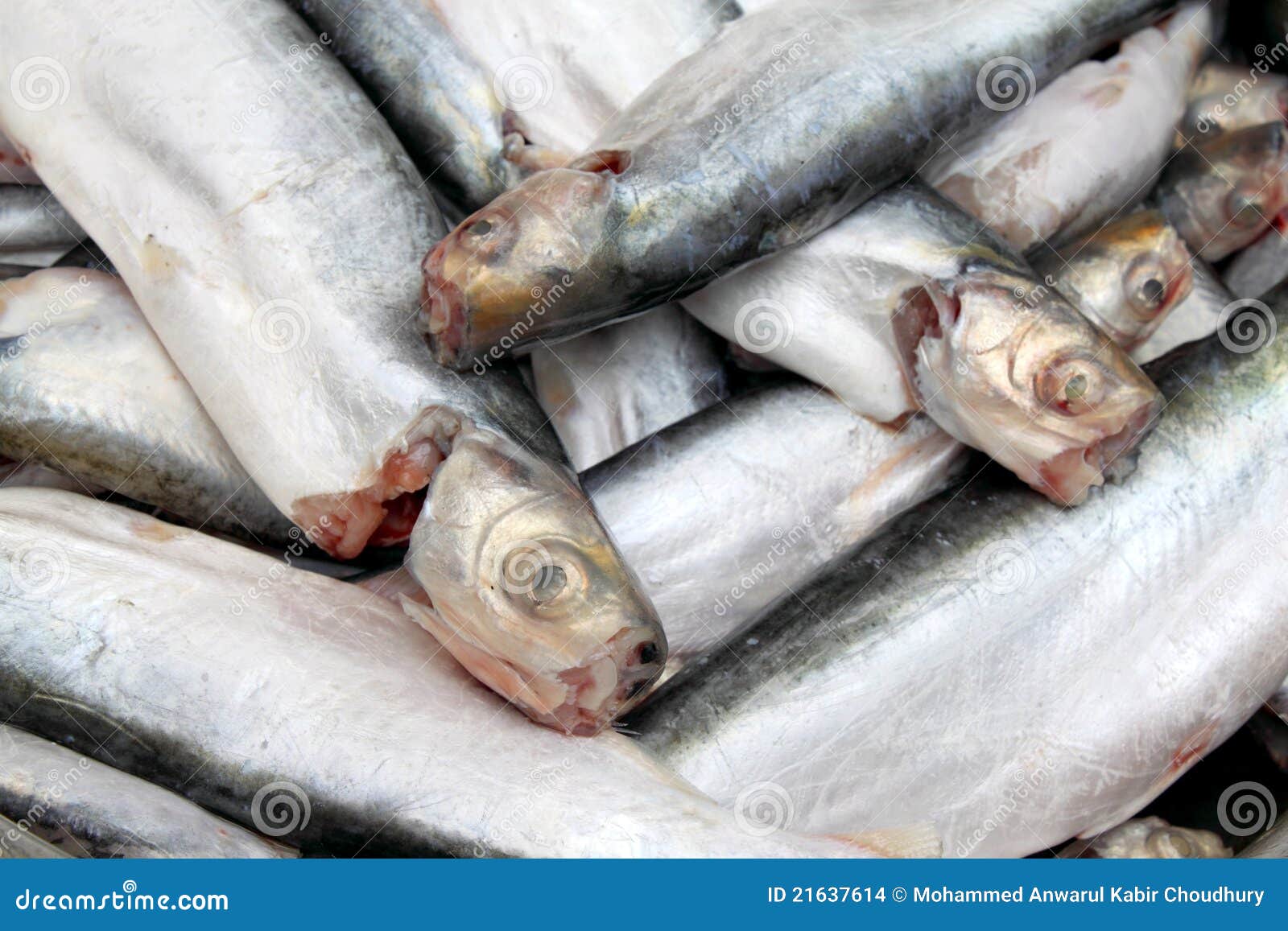 Endangered Freshwater Bacha Fish of Southeast Asia Stock Photo - Image ...