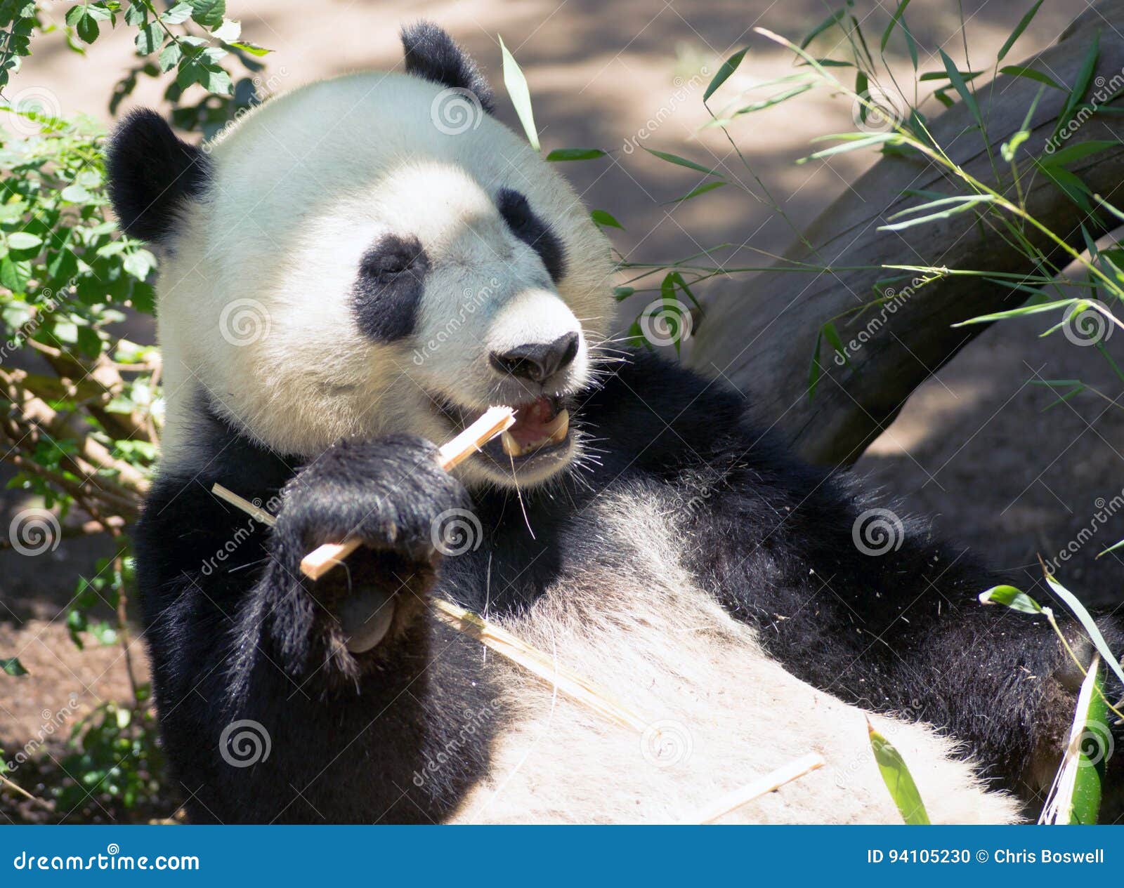 Endangered Giant Panda Eating Bamboo Stalk Stock Photo - Image of ...