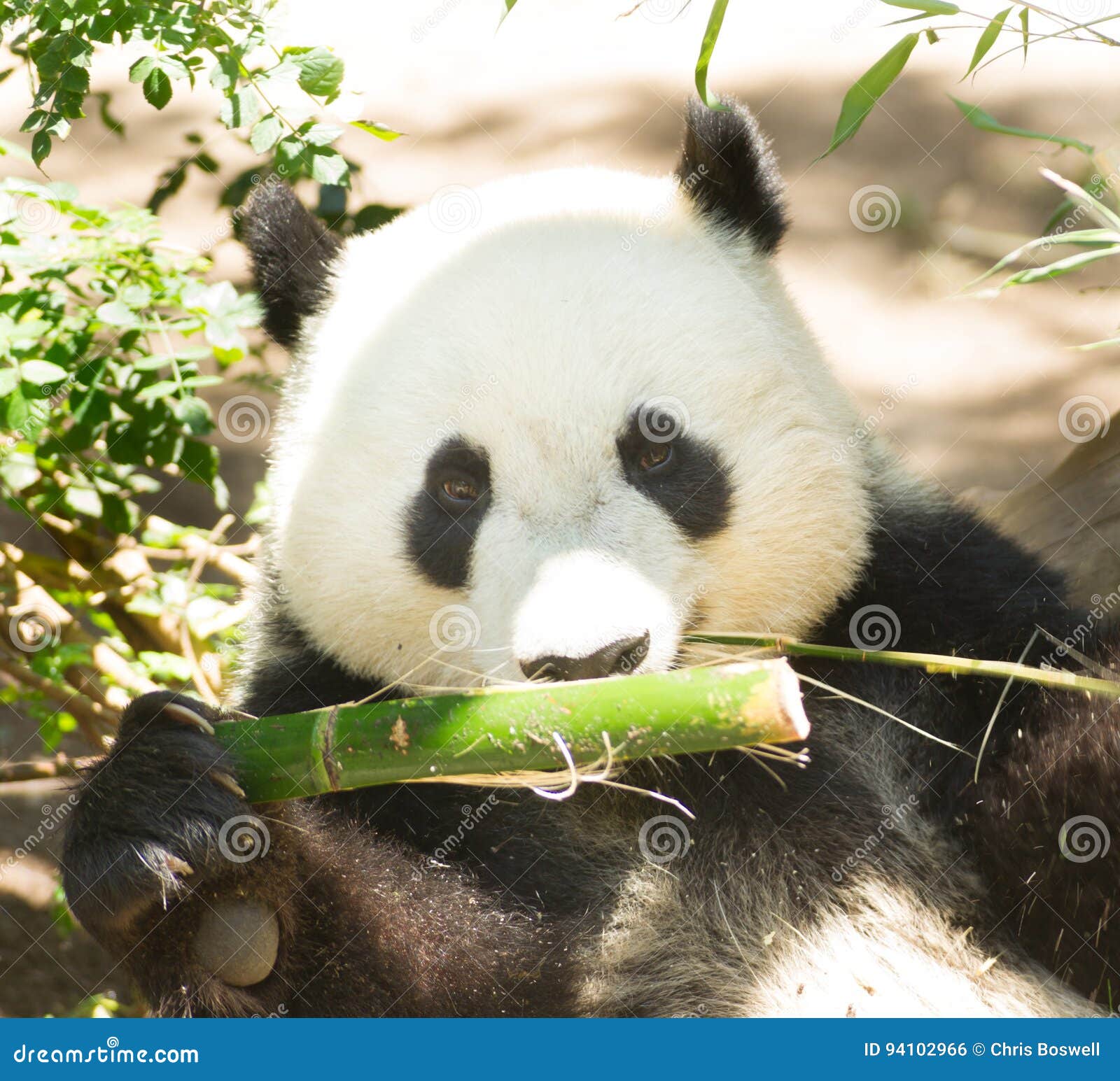 Endangered Giant Panda Head and Shoulders Eating Bamboo Stalk Stock ...