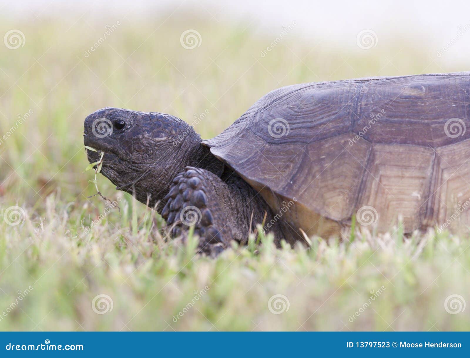 Endangered Gopher Tortoise stock image. Image of creature - 13797523