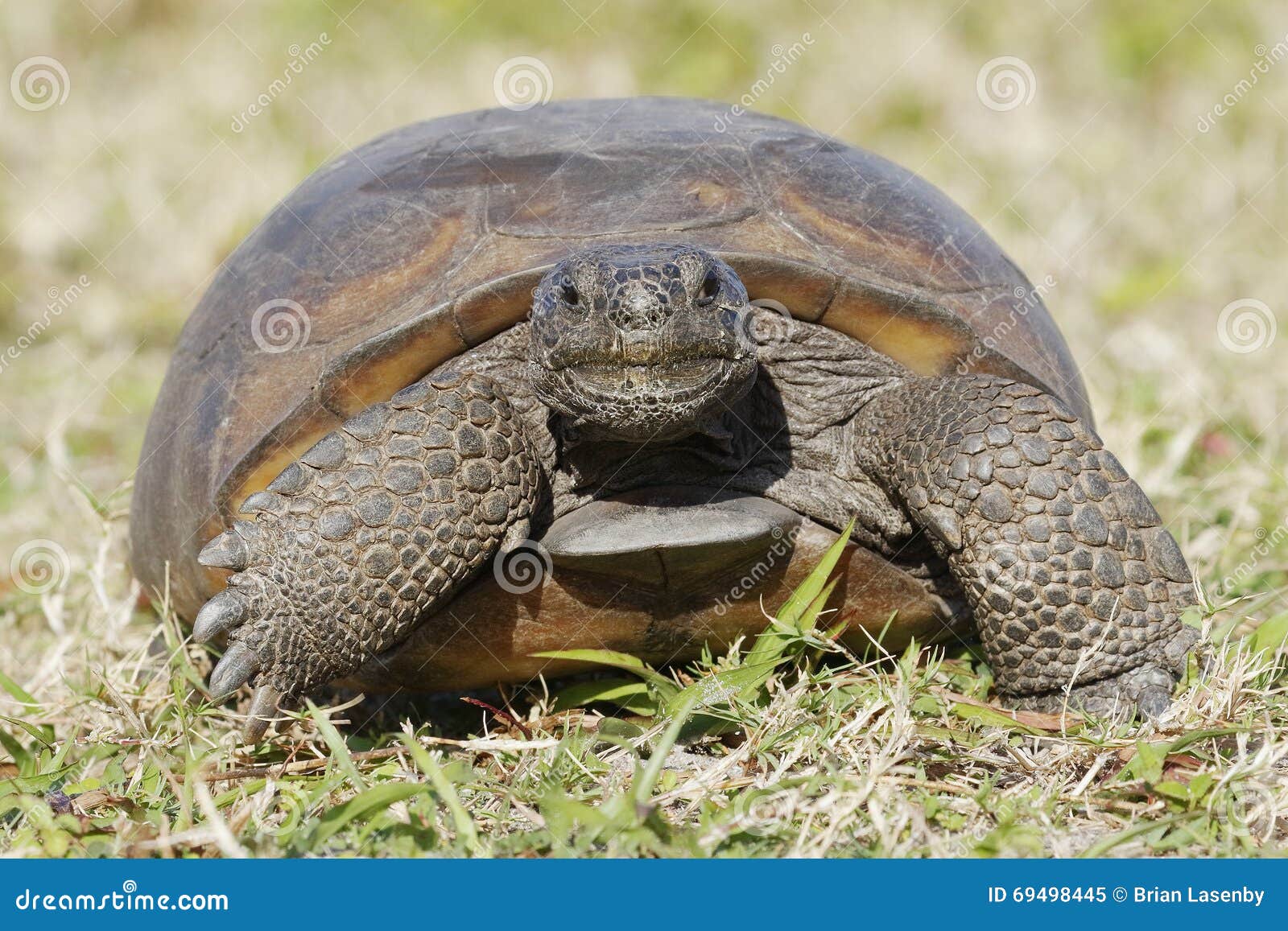 Endangered Gopher Tortoise - Florida Stock Image - Image of dunedin ...