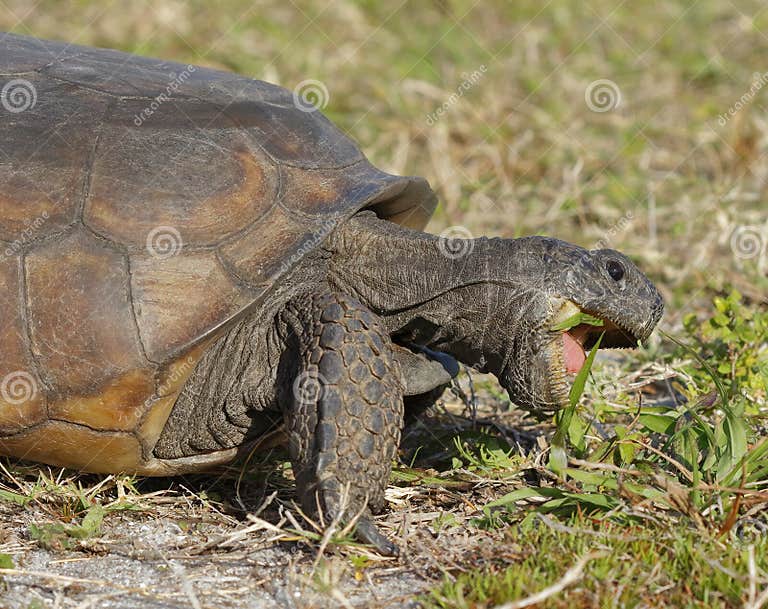 Endangered Gopher Tortoise Foraging on Plants - Florida Stock Image ...