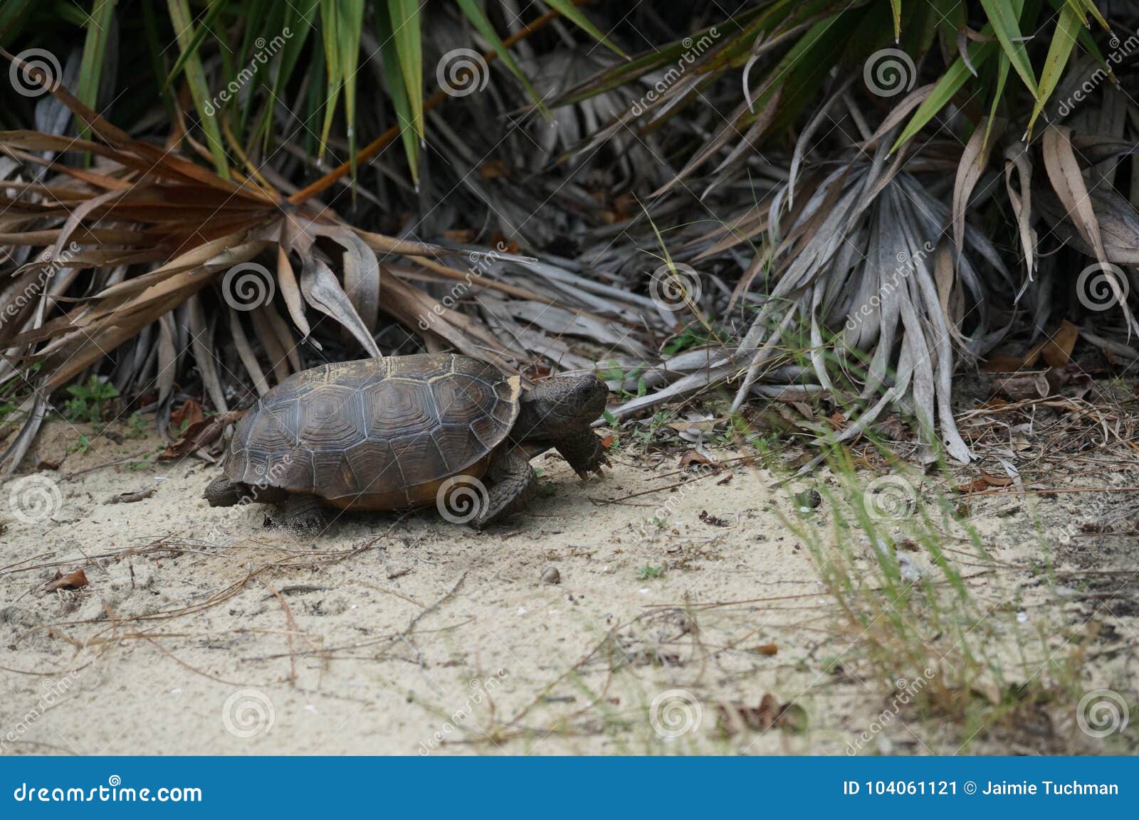 Tortoise Walking on the Sand on a Beach Stock Image - Image of digger ...