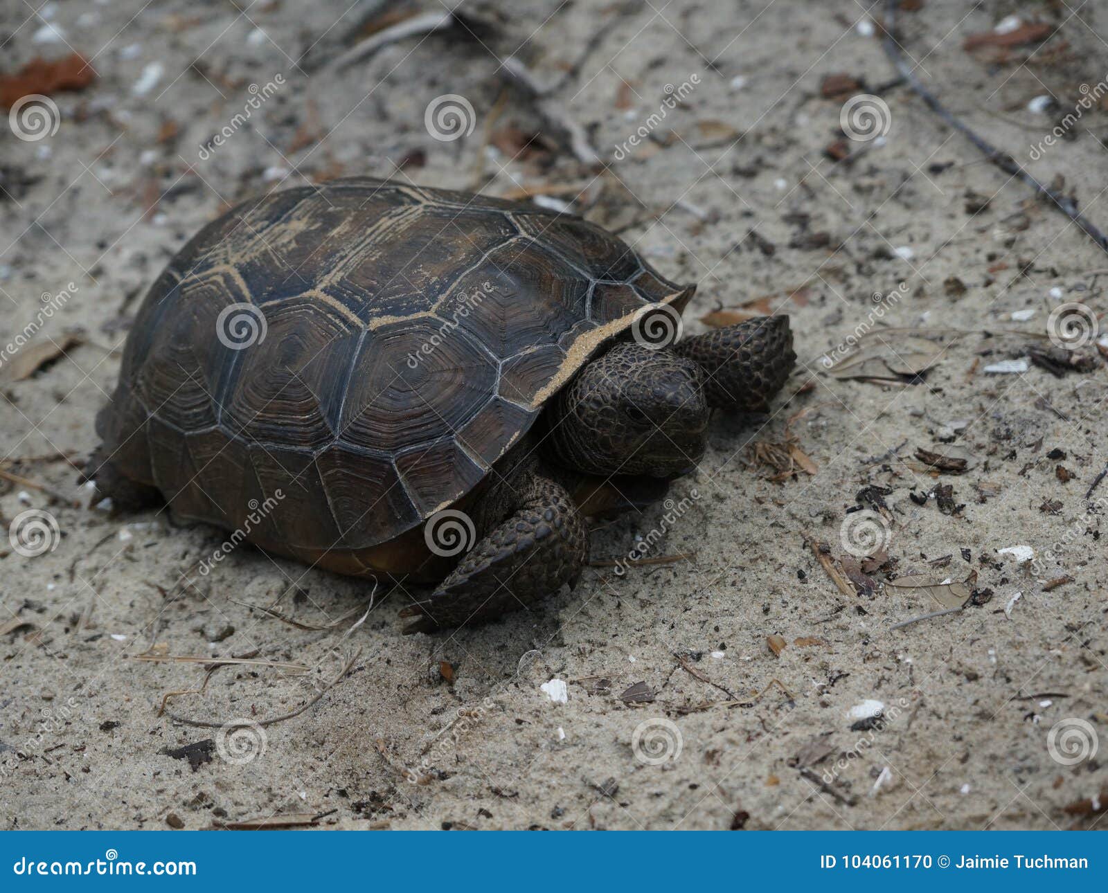 Tortoise Walking on the Sand on a Beach Stock Photo - Image of ...