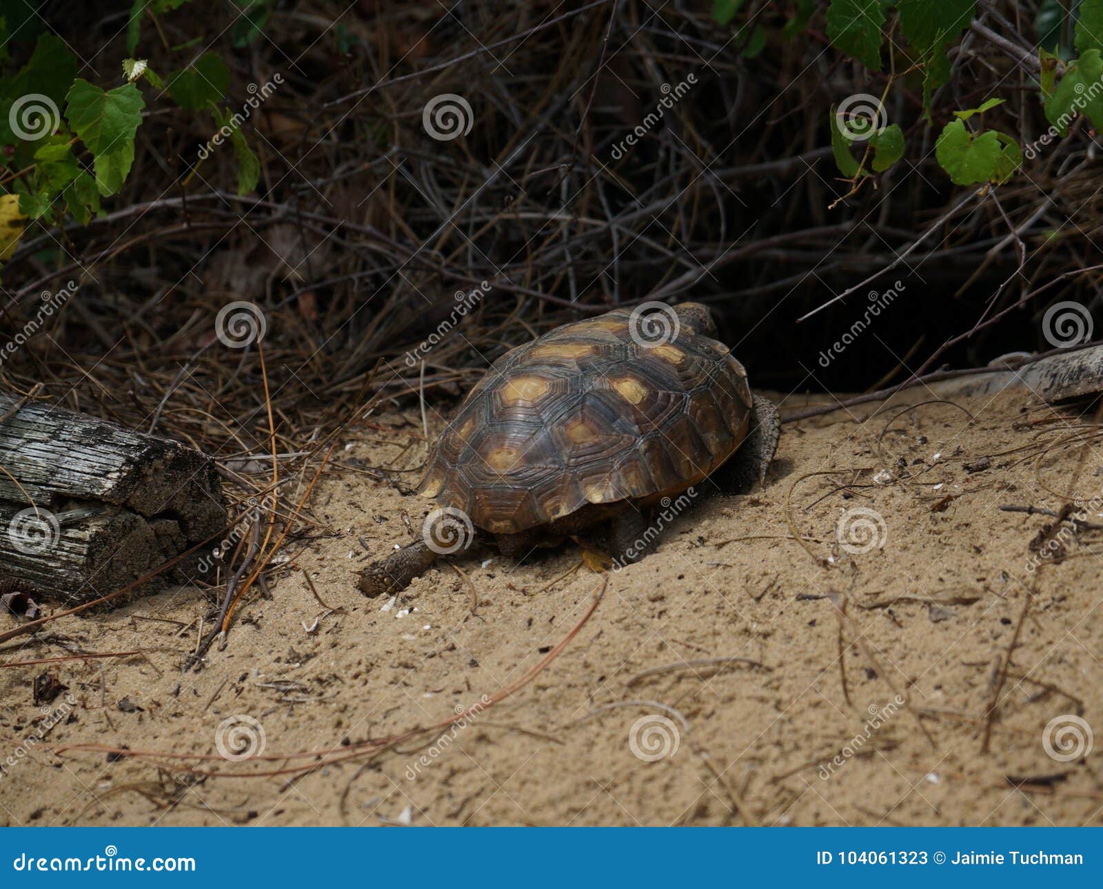 Tortoise Walking on the Sand on a Beach Stock Image - Image of keystone ...