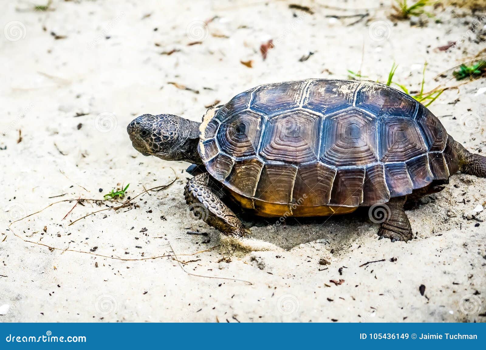 Tortoise Walking on the Sand on a Beach Stock Image - Image of ...