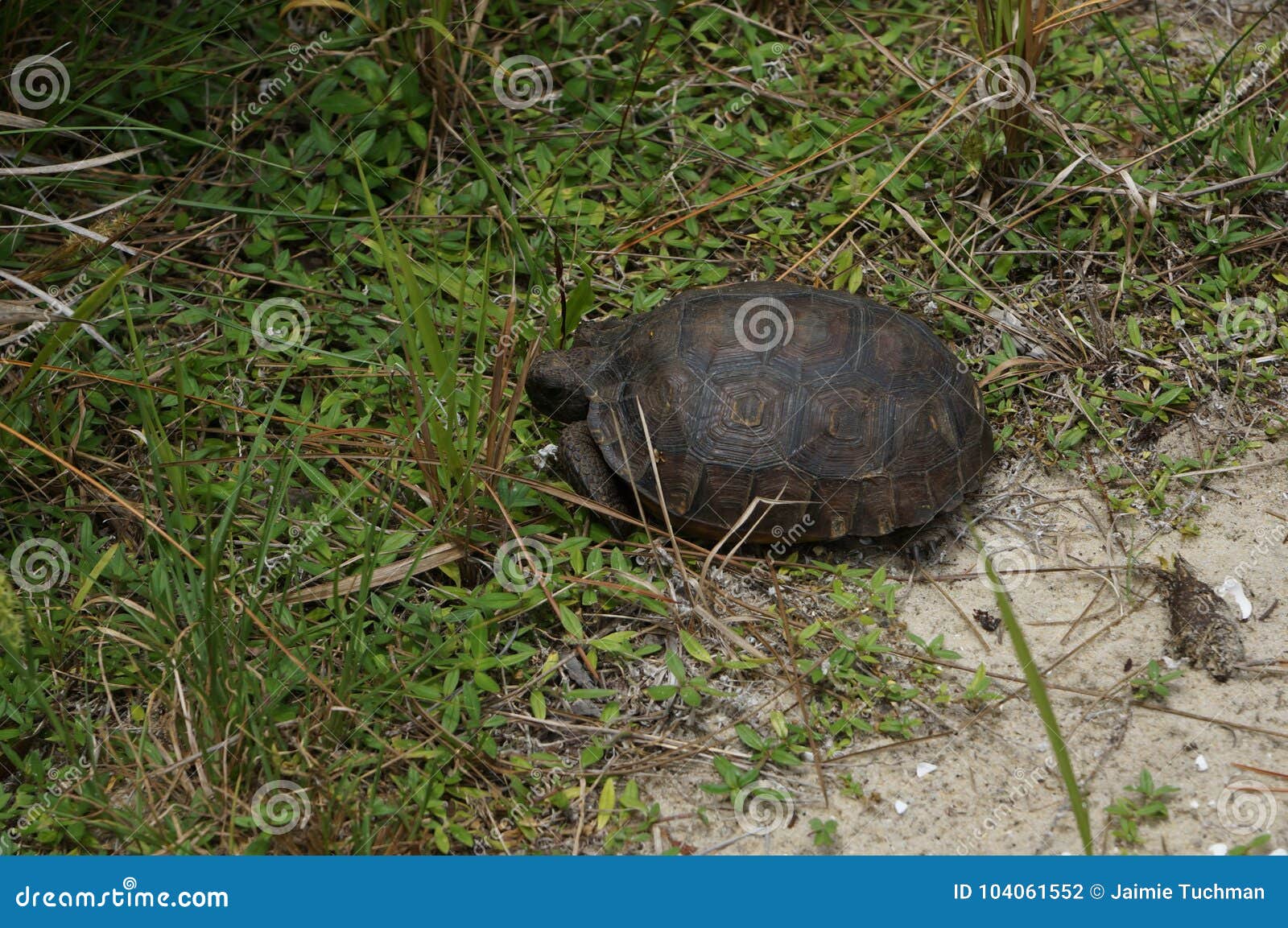Tortoise Walking on the Sand on a Beach Stock Photo - Image of curious ...