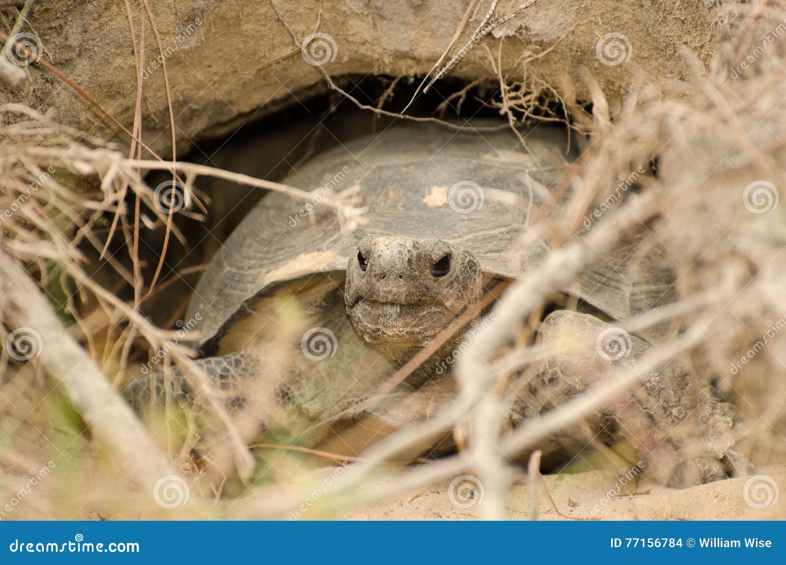 Endangered Gopher Tortoise Turtle Stock Photo - Image of field, nature ...
