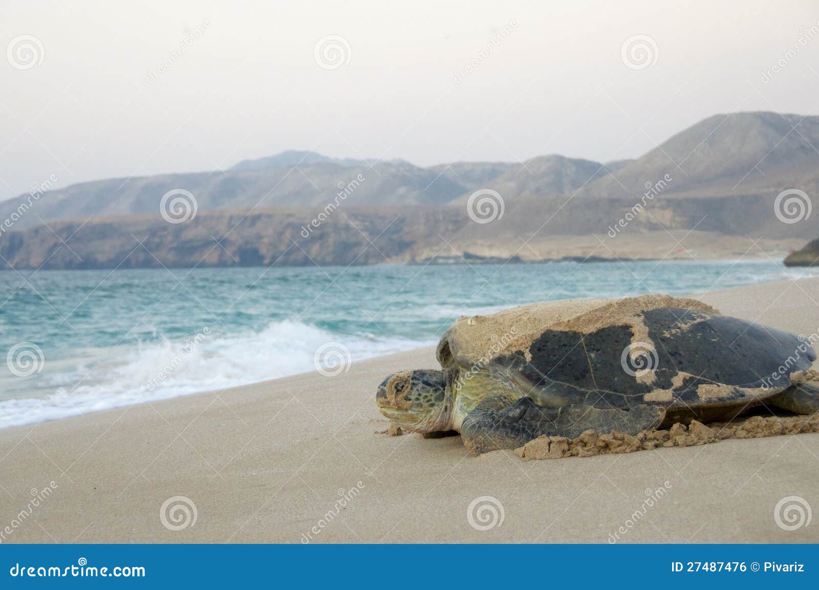 Back Of Turtle Texture. Stock Image | CartoonDealer.com #126754435