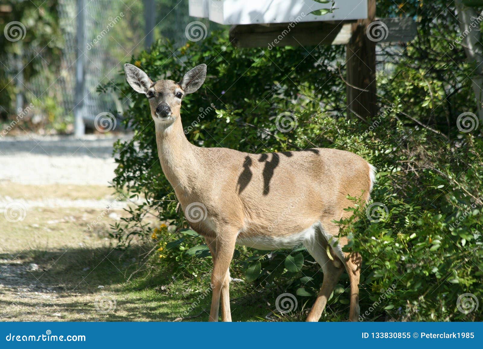 Endangered Key Deer in Florida Keys Stock Image - Image of florida ...