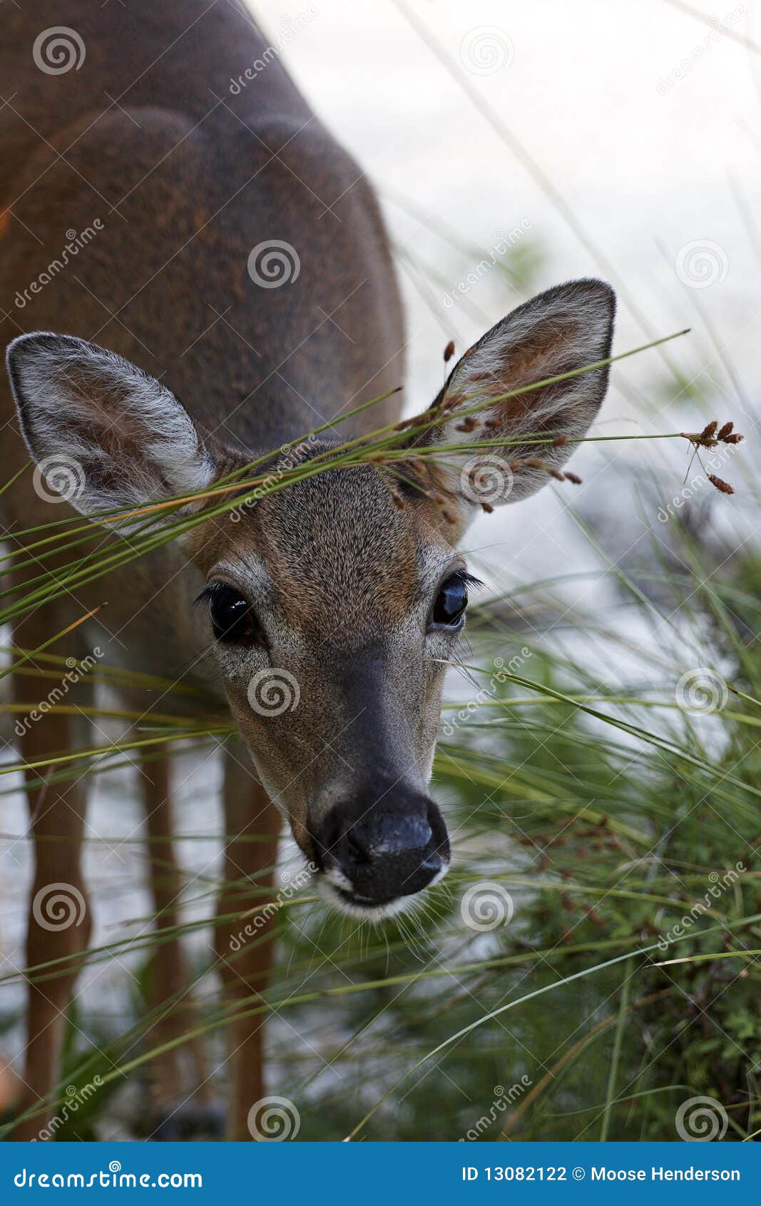 Endangered Key Deer Standing On Limestone Base With Palm And Pal Stock ...