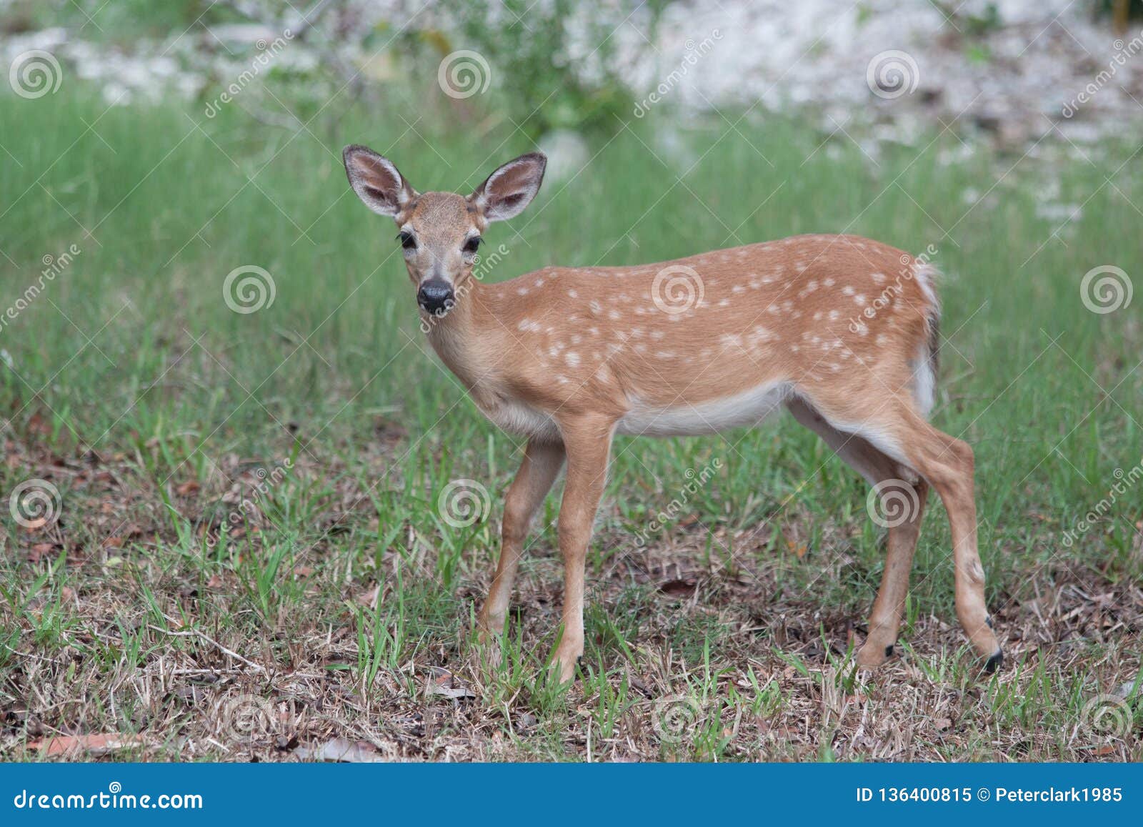 Endangered Key Deer Standing On Limestone Base With Palm And Pal Stock ...