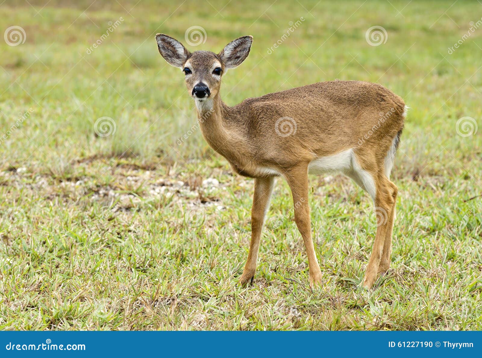 Endangered Key Deer in the Florida Keys Stock Photo - Image of clavium ...