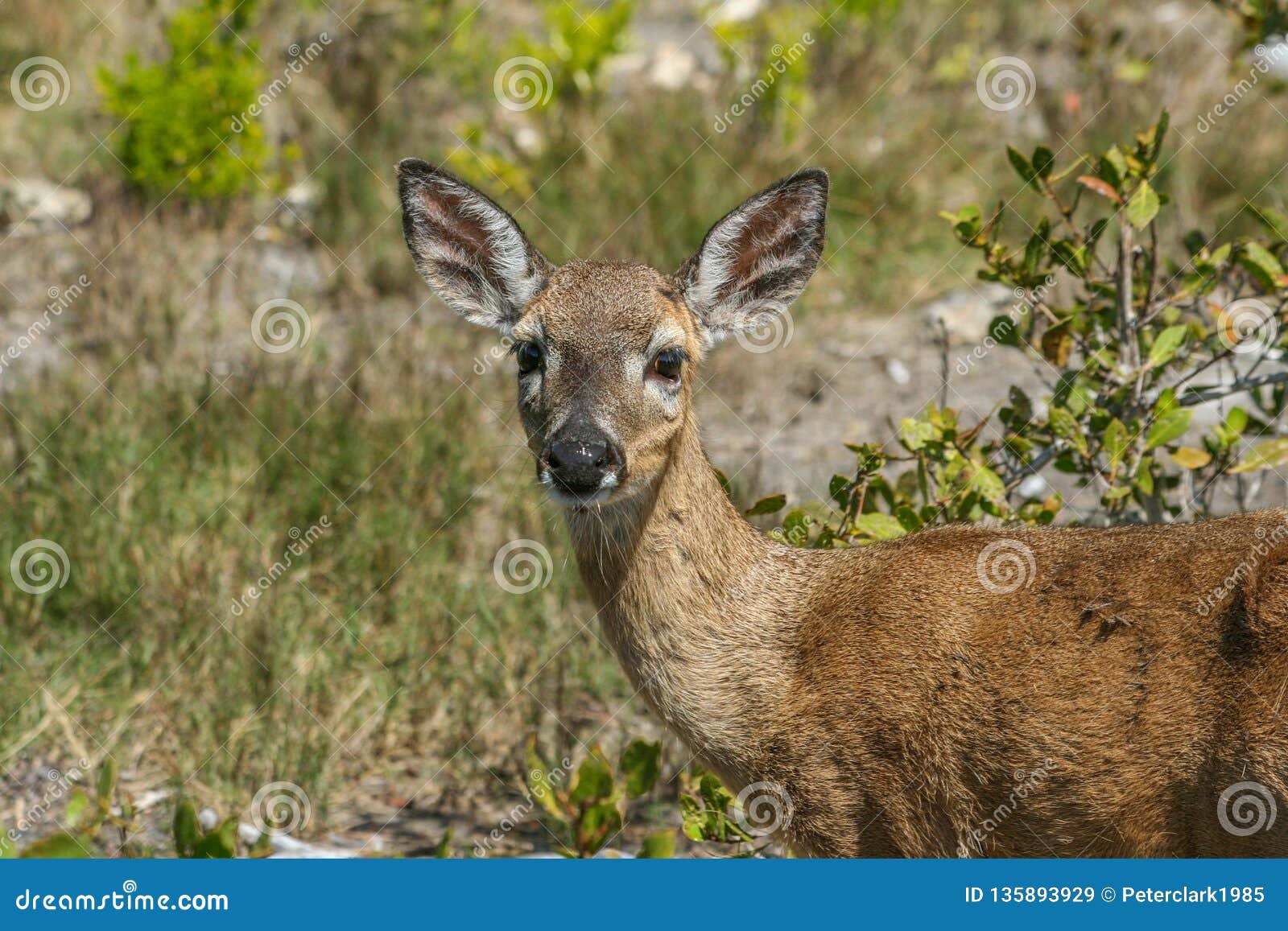 Endangered Key Deer Standing On Limestone Base With Palm And Pal Stock ...