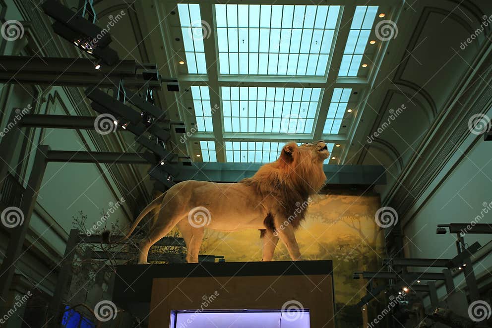 The Endangered Lion in the Museum Editorial Stock Photo - Image of dead ...