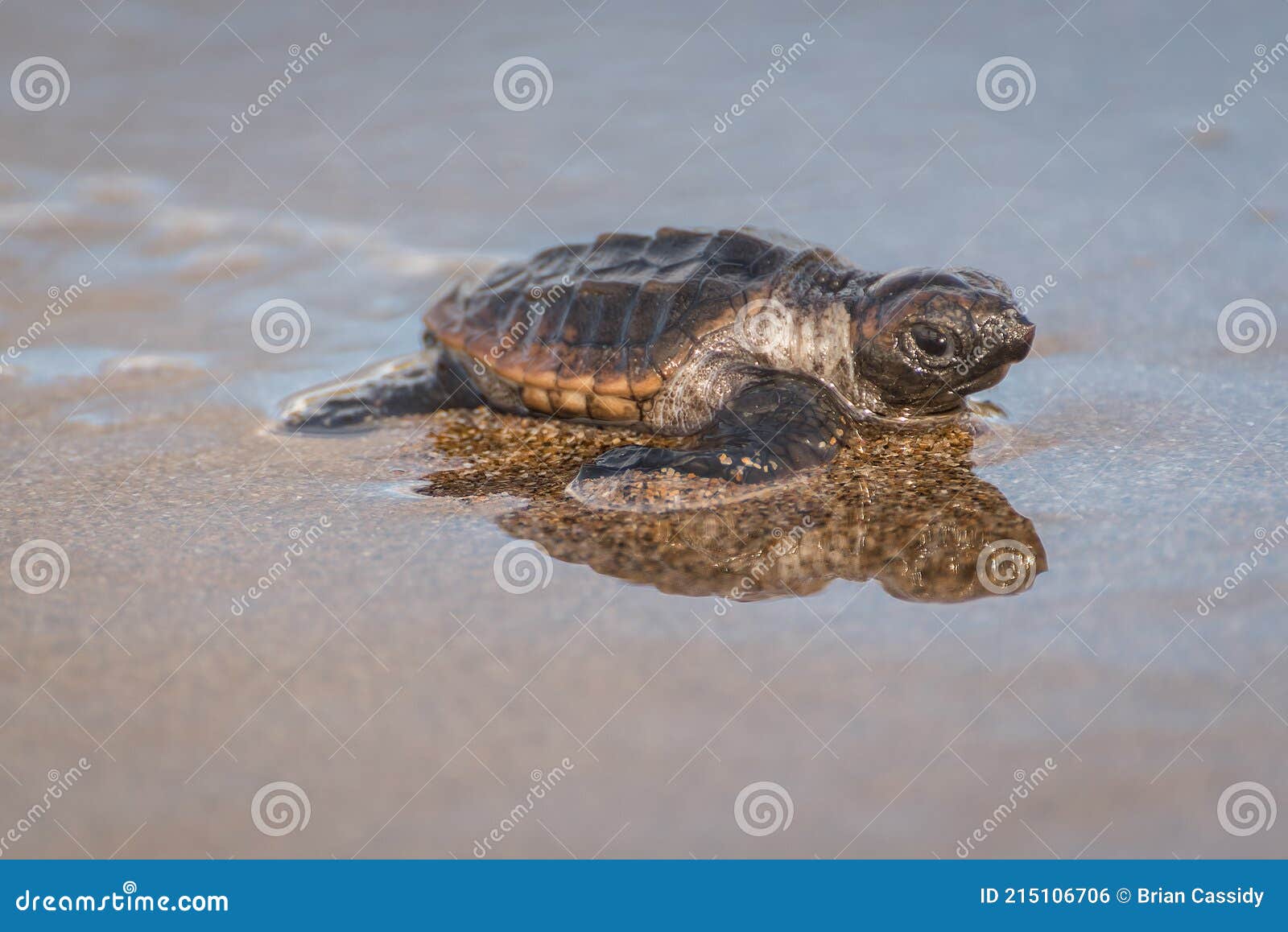An Endangered Loggerhead Turtle Hatchling Stock Photo - Image of shell ...