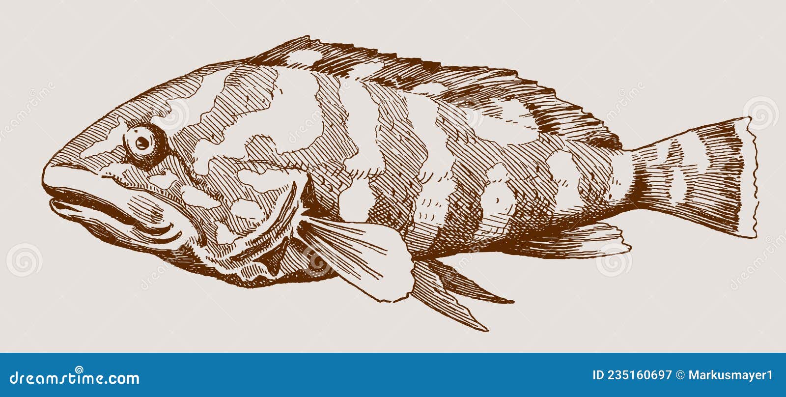 Endangered Nassau Grouper Epinephelus Striatus in Profile View Stock ... Endangered Nassau Grouper Epinephelus Striatus in Profile View Stock ...