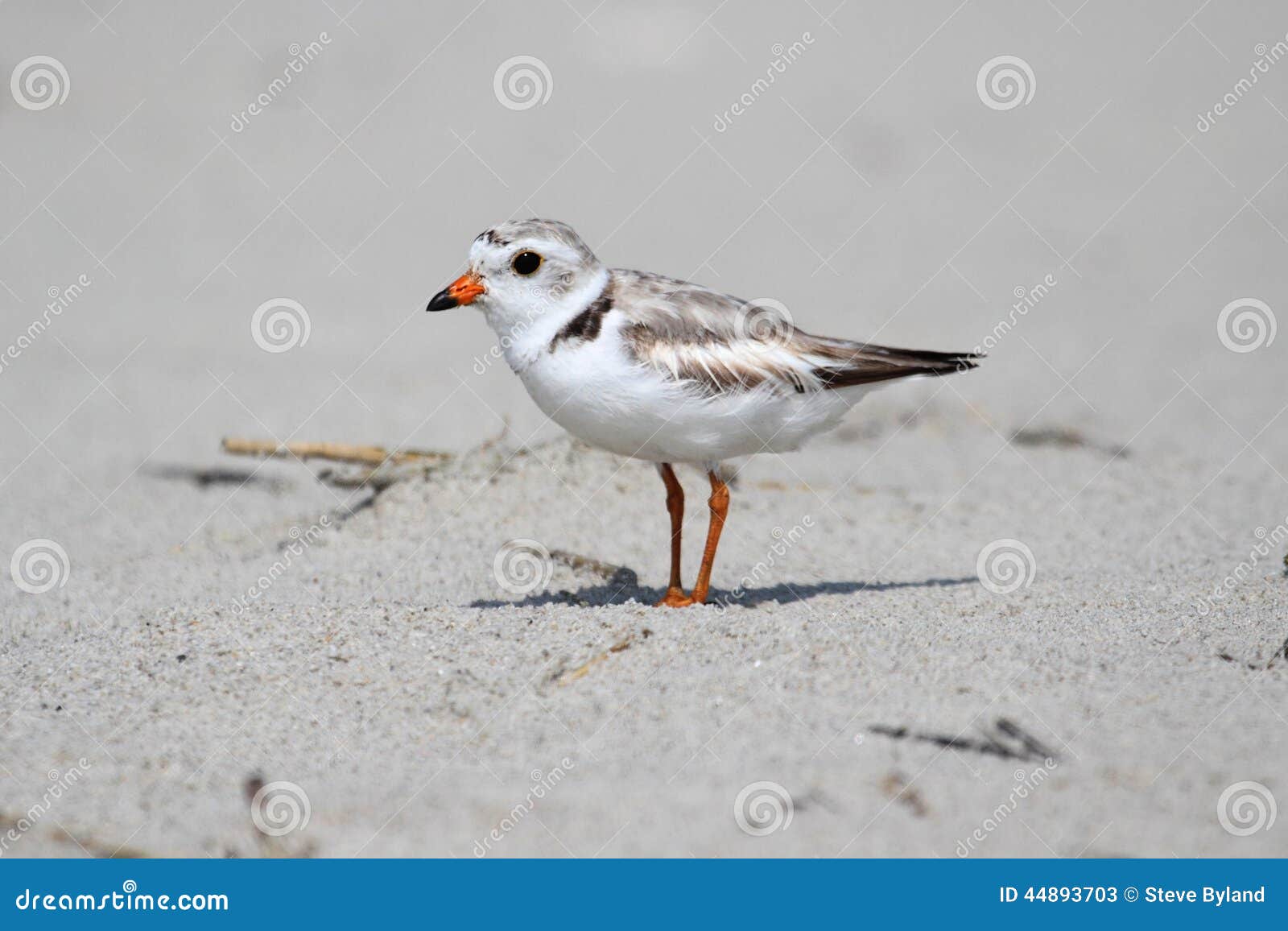 Endangered Piping Plover (Charadrius Melodus) Stock Image - Image of ...