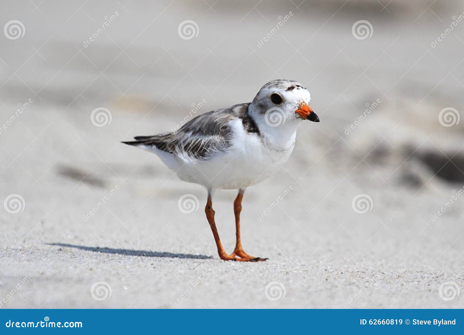 Endangered Piping Plover (Charadrius Melodus) Stock Image - Image of ...