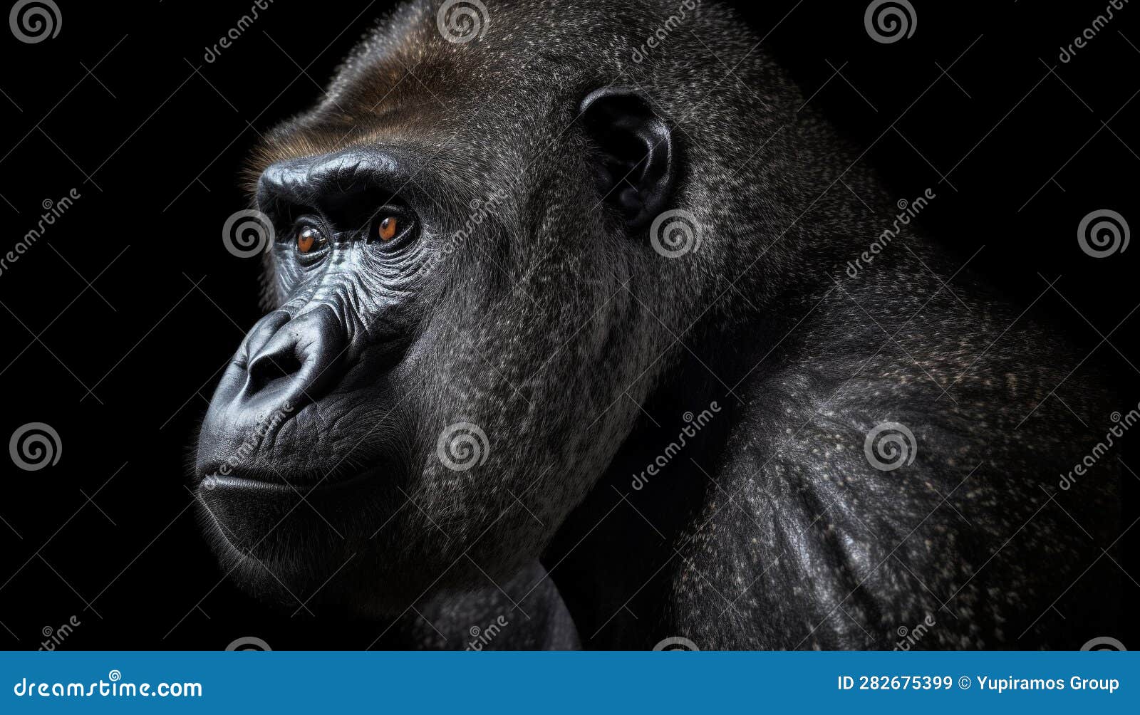 Endangered Primate, Gorilla, Stares with Strength in Black Monochrome ...