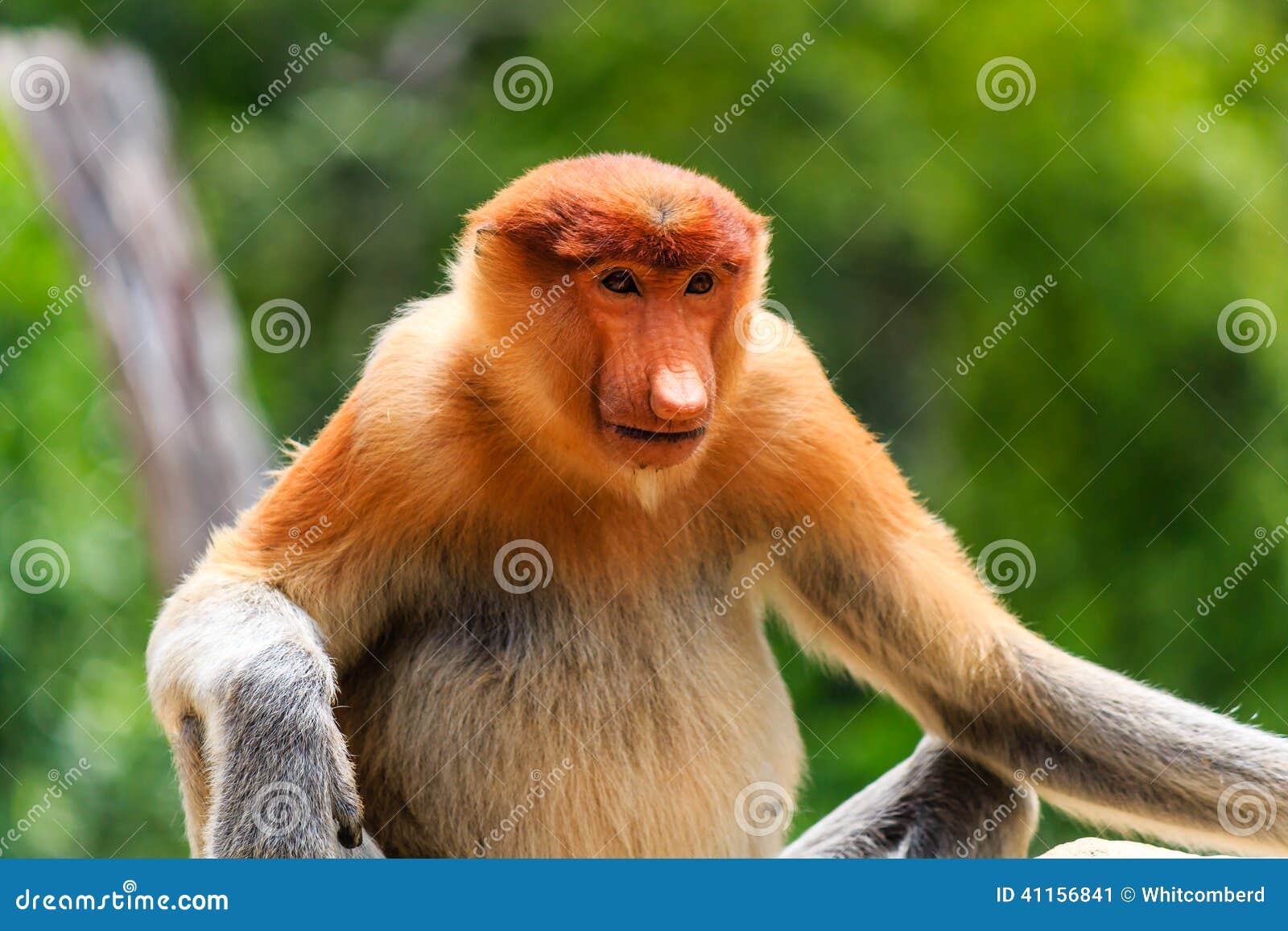 Endangered Proboscis Monkey in the Mangrove Forest of Borneo Stock ...