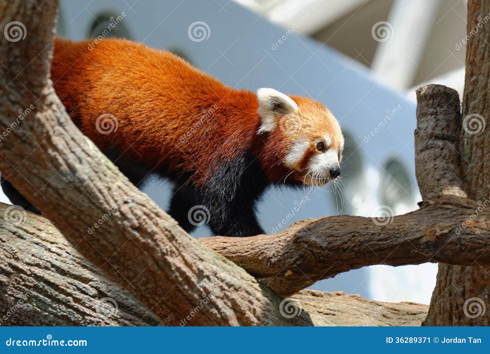 Endangered red panda stock image. Image of creature, tail - 36289371