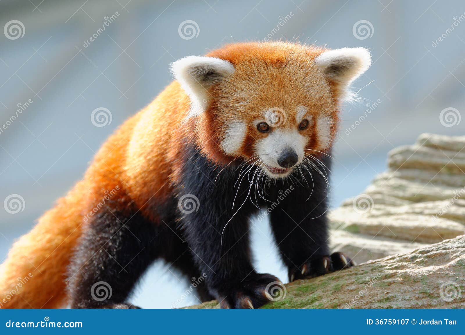 Endangered red panda stock image. Image of endangered - 36759107