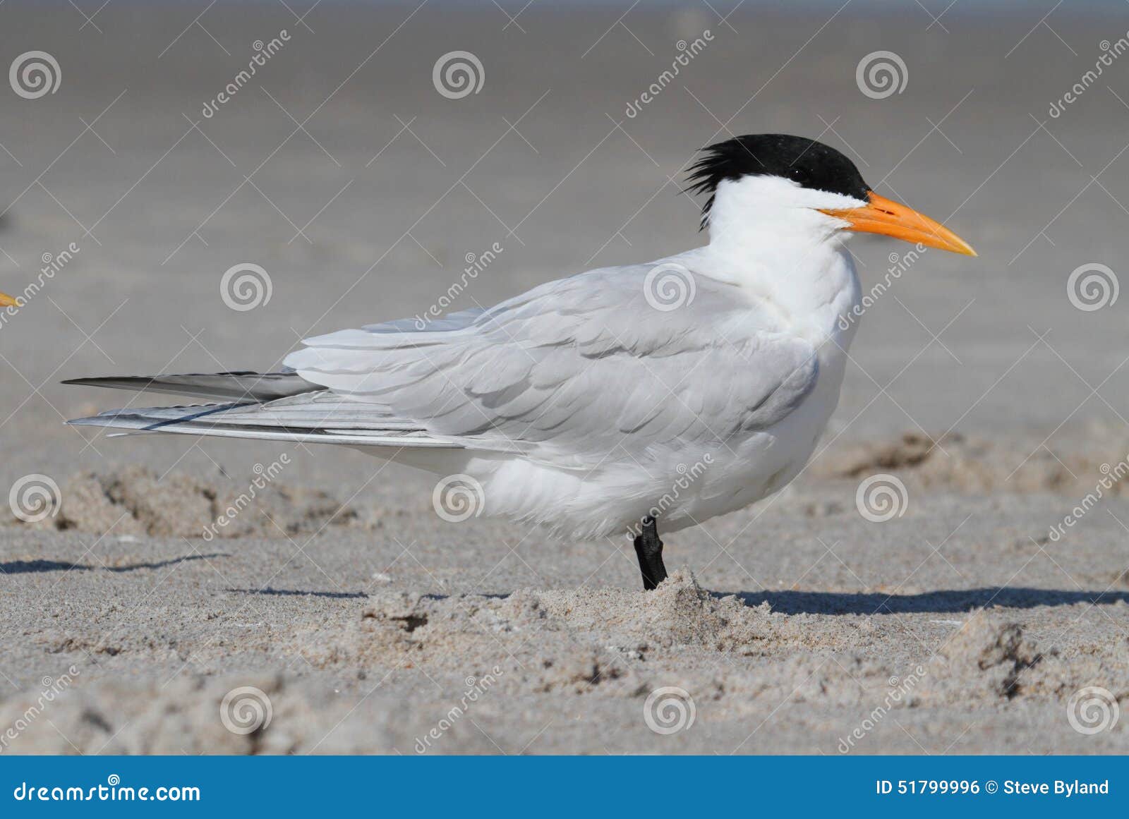 Endangered Royal Tern (Sterna Maxima) Stock Photo - Image of maxima ...