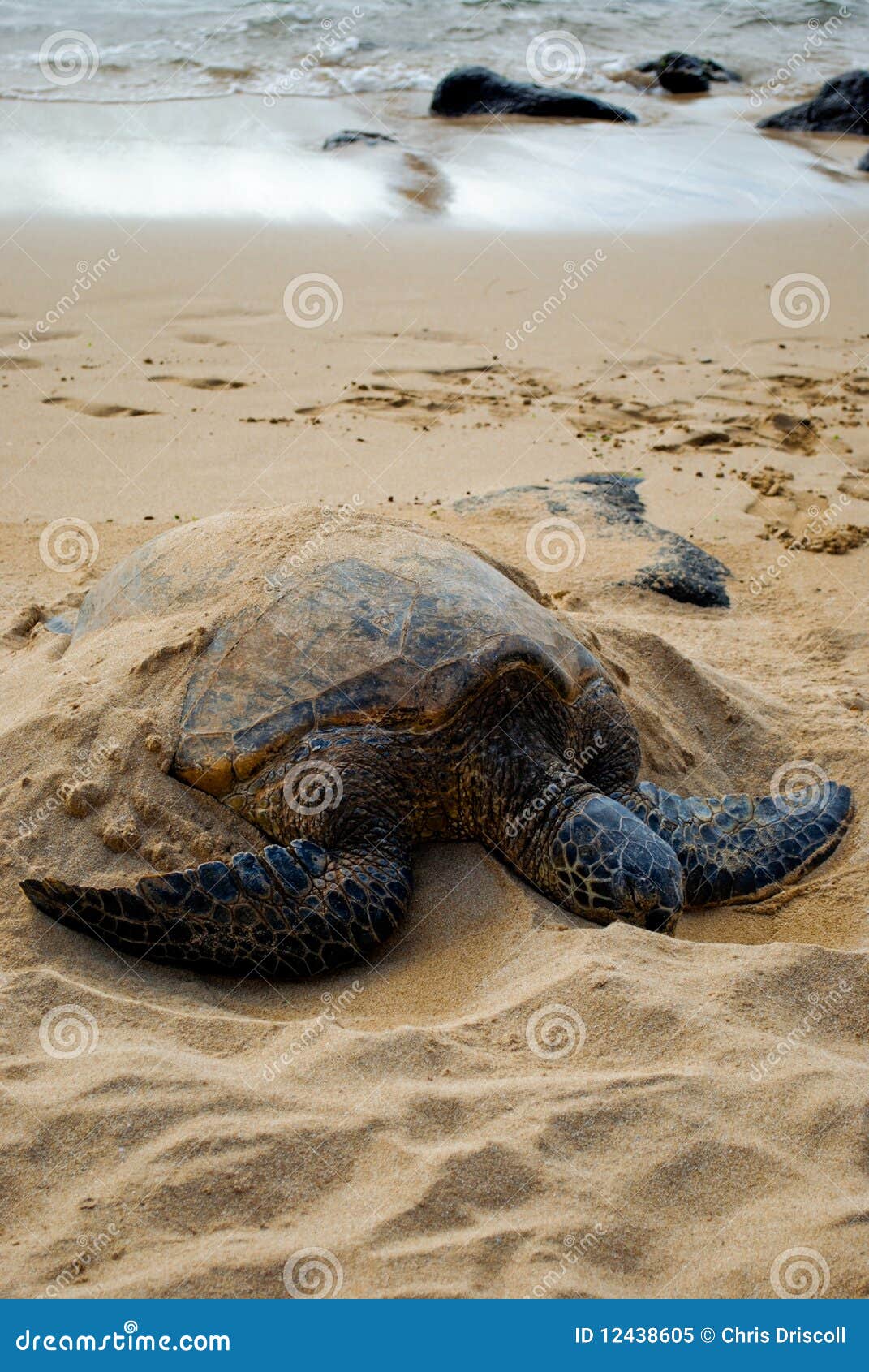 Endangered sea turtle stock image. Image of turtle, shell - 12438605