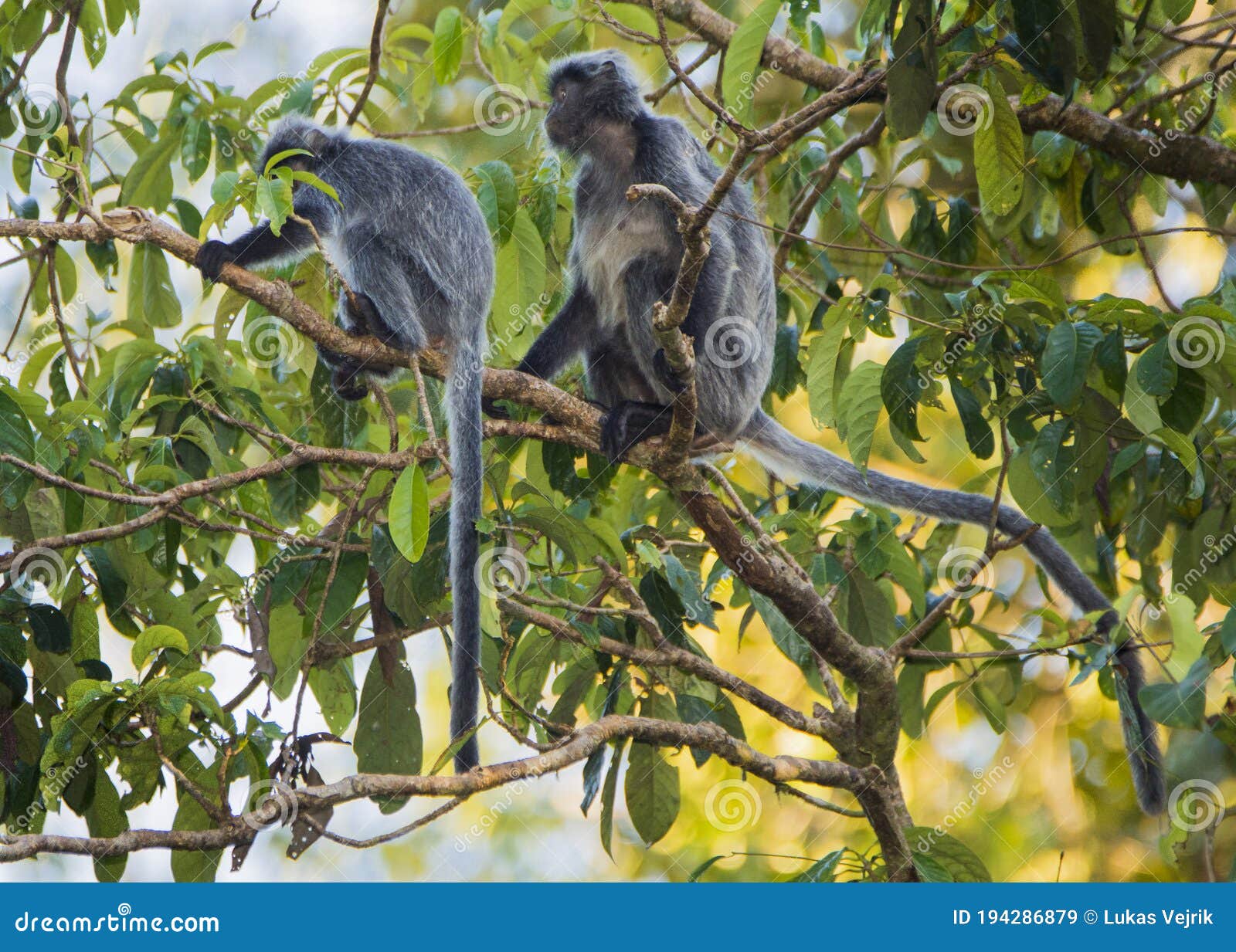 Kinabatangan River, Sabah, Borneo- JANUAR 2019: Endangered Silver Leaf ...