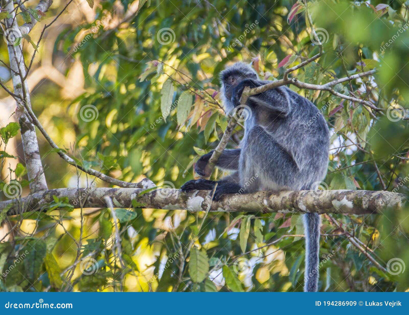 Kinabatangan River, Sabah, Borneo- JANUAR 2019: Endangered Silver Leaf ...