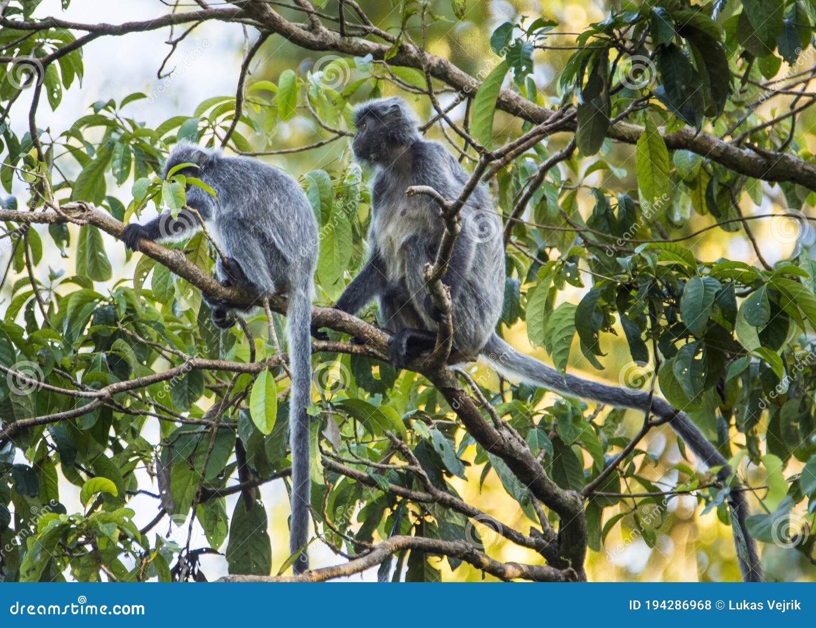 Kinabatangan River, Sabah, Borneo- JANUAR 2019: Endangered Silver Leaf ...
