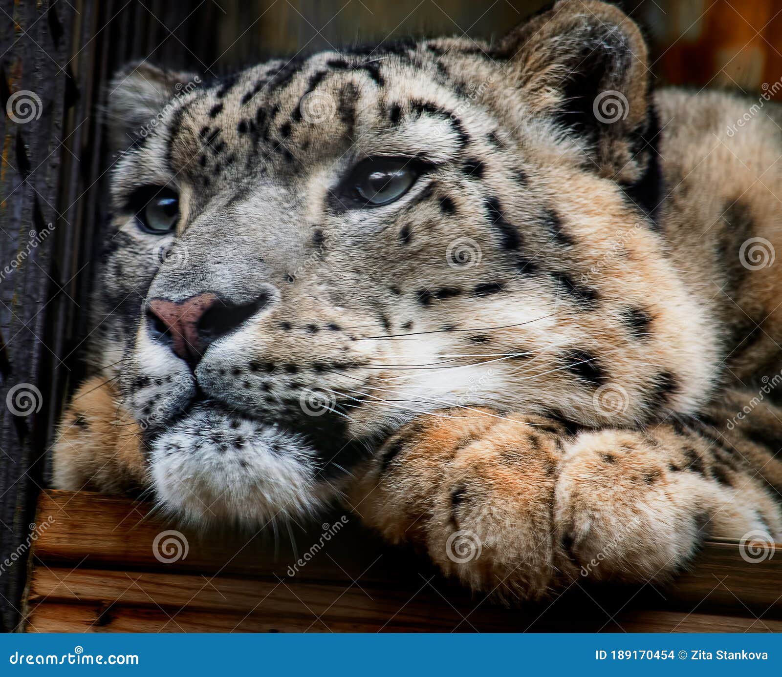 Close Up Portrait of an Endangered Snow Leopard Stock Photo - Image of ...