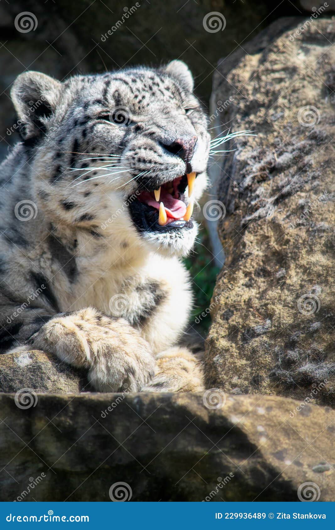 Endangered Snow Leopard Growling on the Rocks Stock Image - Image of ...