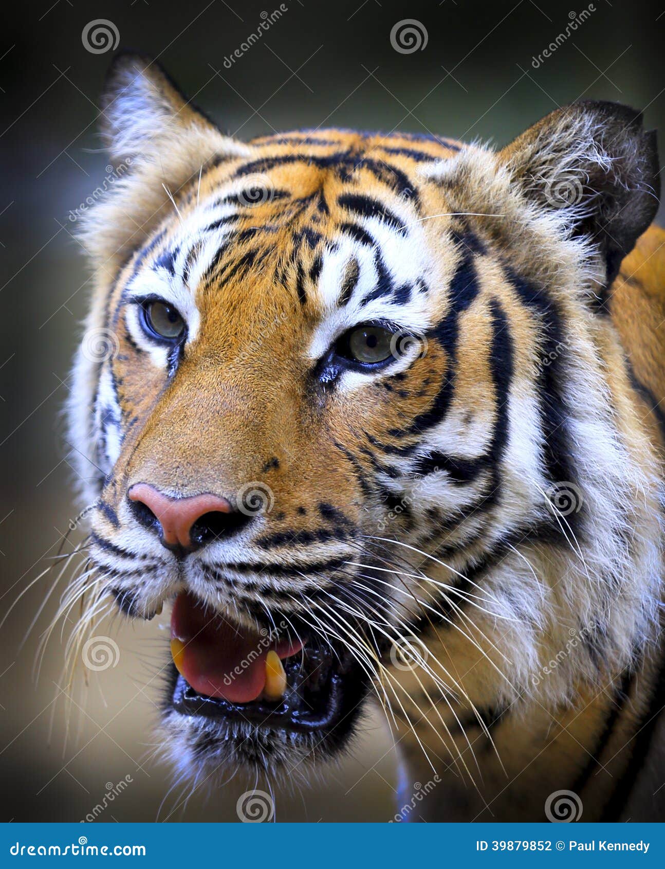 Endangered Sumatran tiger stock photo. Image of wildlife - 39879852