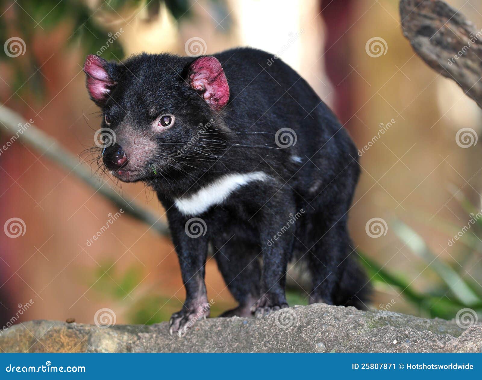 Aggressive Tasmanian Devil Sarcophilus Harrisii With Mouth Open Showing ...