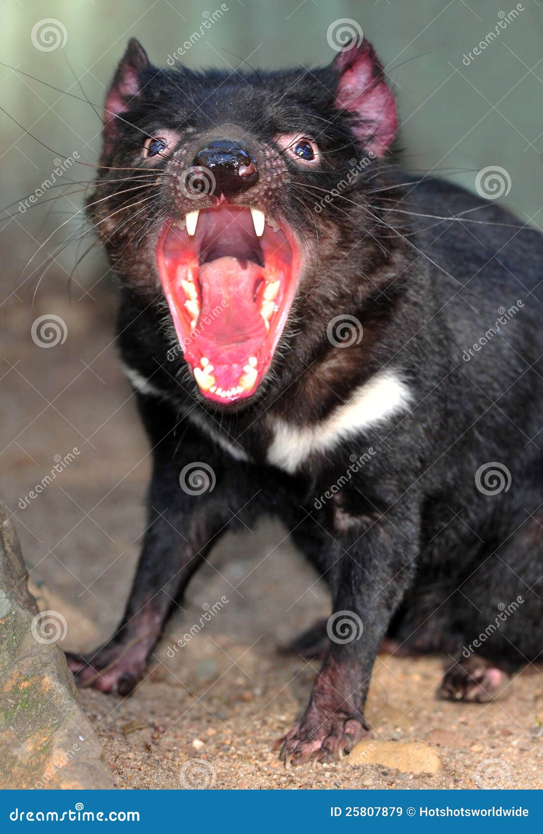 Aggressive Tasmanian Devil Sarcophilus Harrisii With Mouth Open Showing ...
