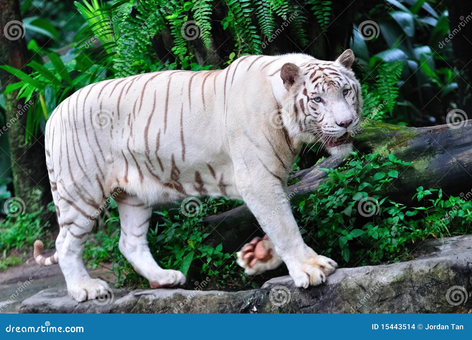 Endangered white tiger stock photo. Image of specie, conservation ...