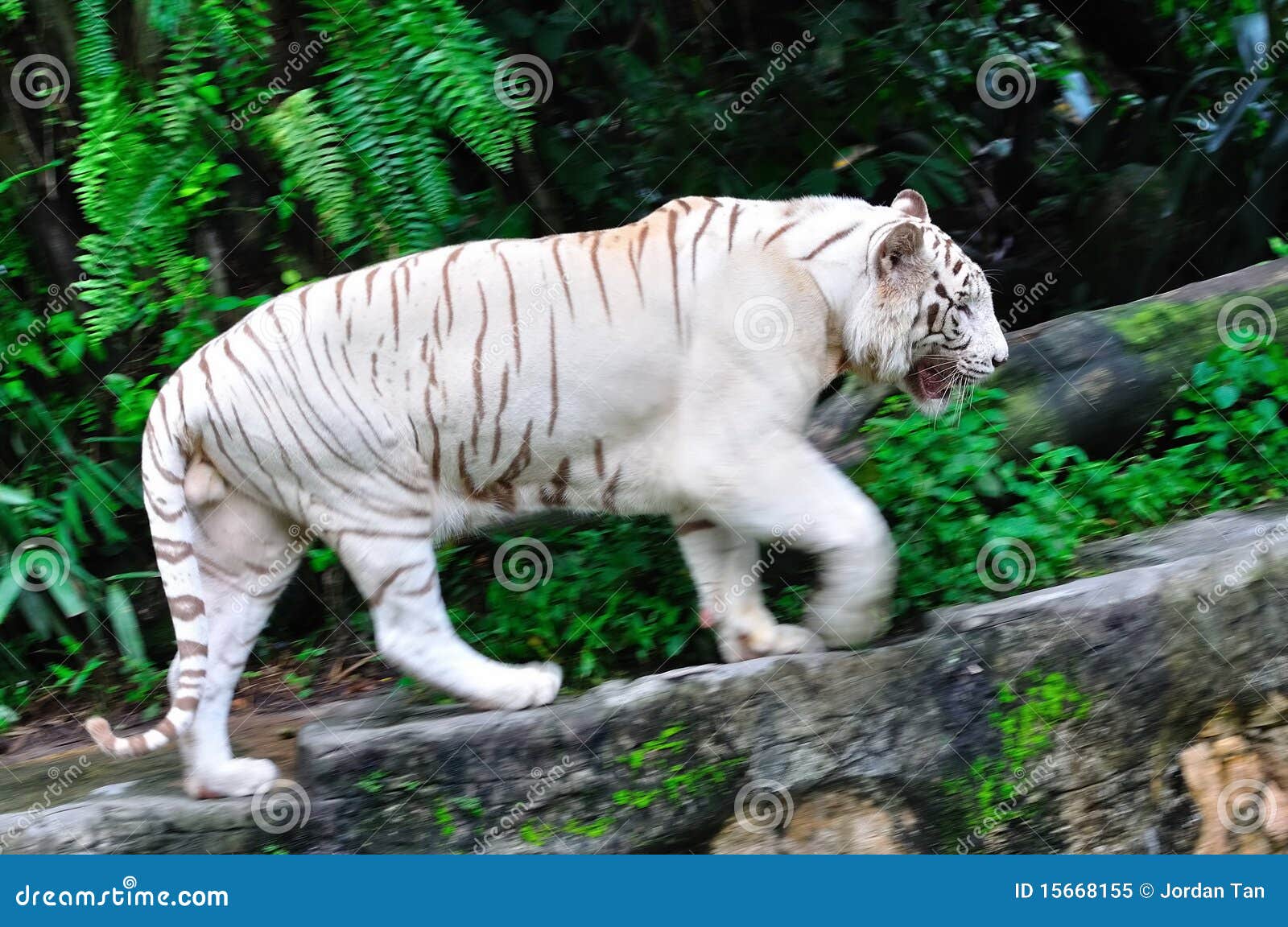 Endangered white tiger stock image. Image of stripe, wild - 15668155