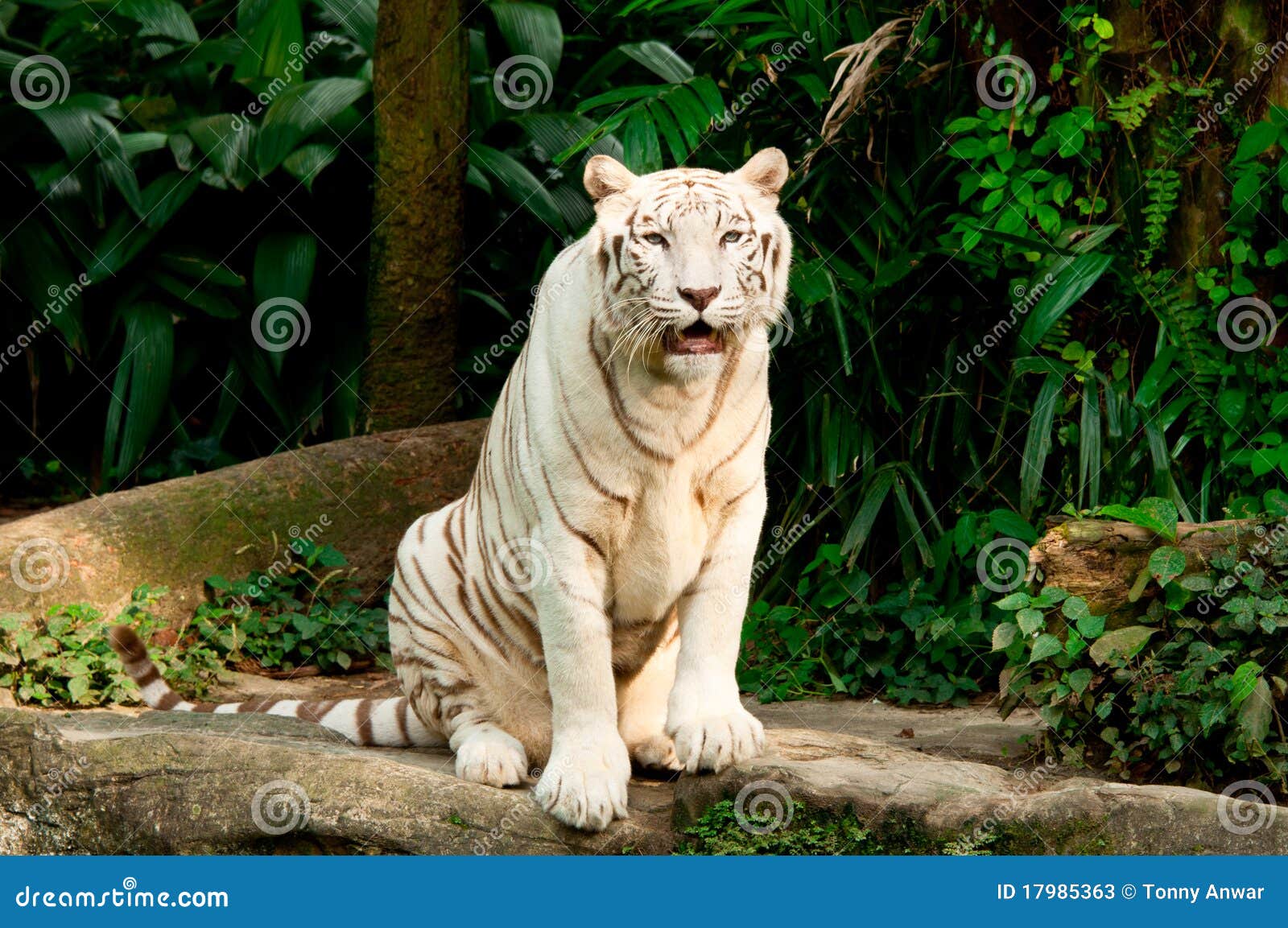 Endangered White Tiger stock image. Image of garden, white - 17985363