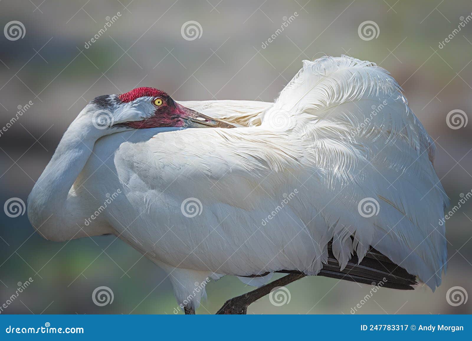 Endangered Whooping Crane Bird Call Stock Image - Image of species ...