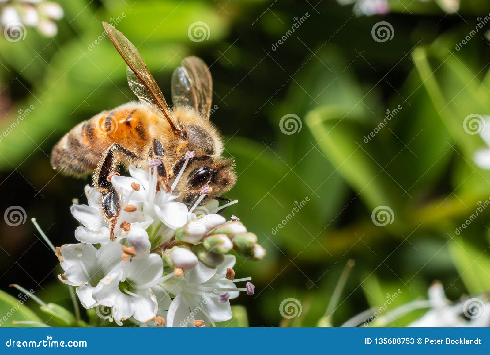 Endangered Wild Bee on a Flower Stock Image - Image of gathering, fuzzy ...