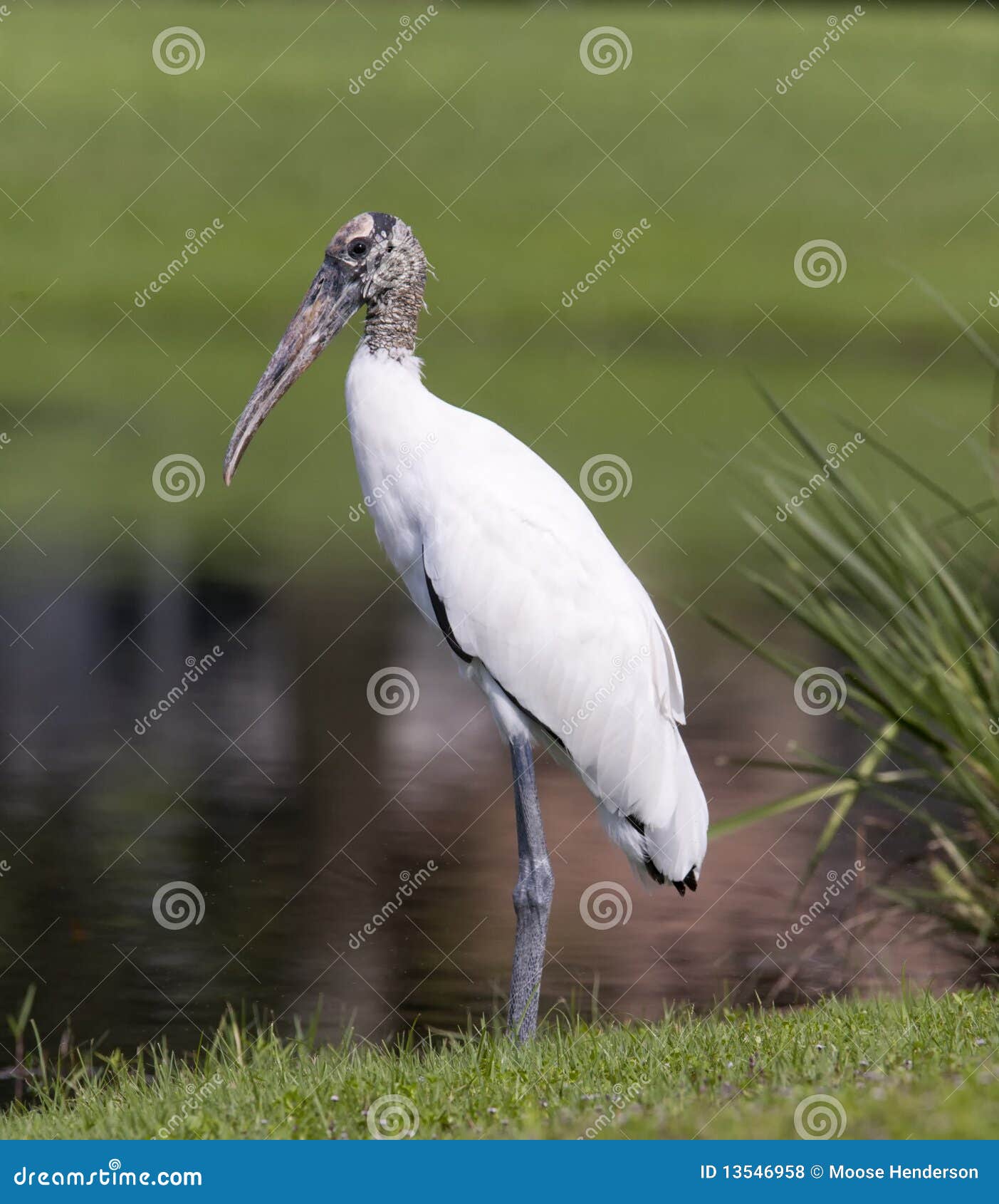 Endangered Wood Stork stock photo. Image of mycteria - 13546958