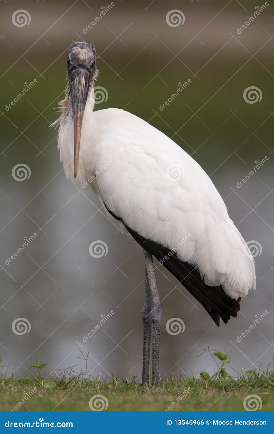 Endangered Wood Stork stock photo. Image of avain, animal - 13546966