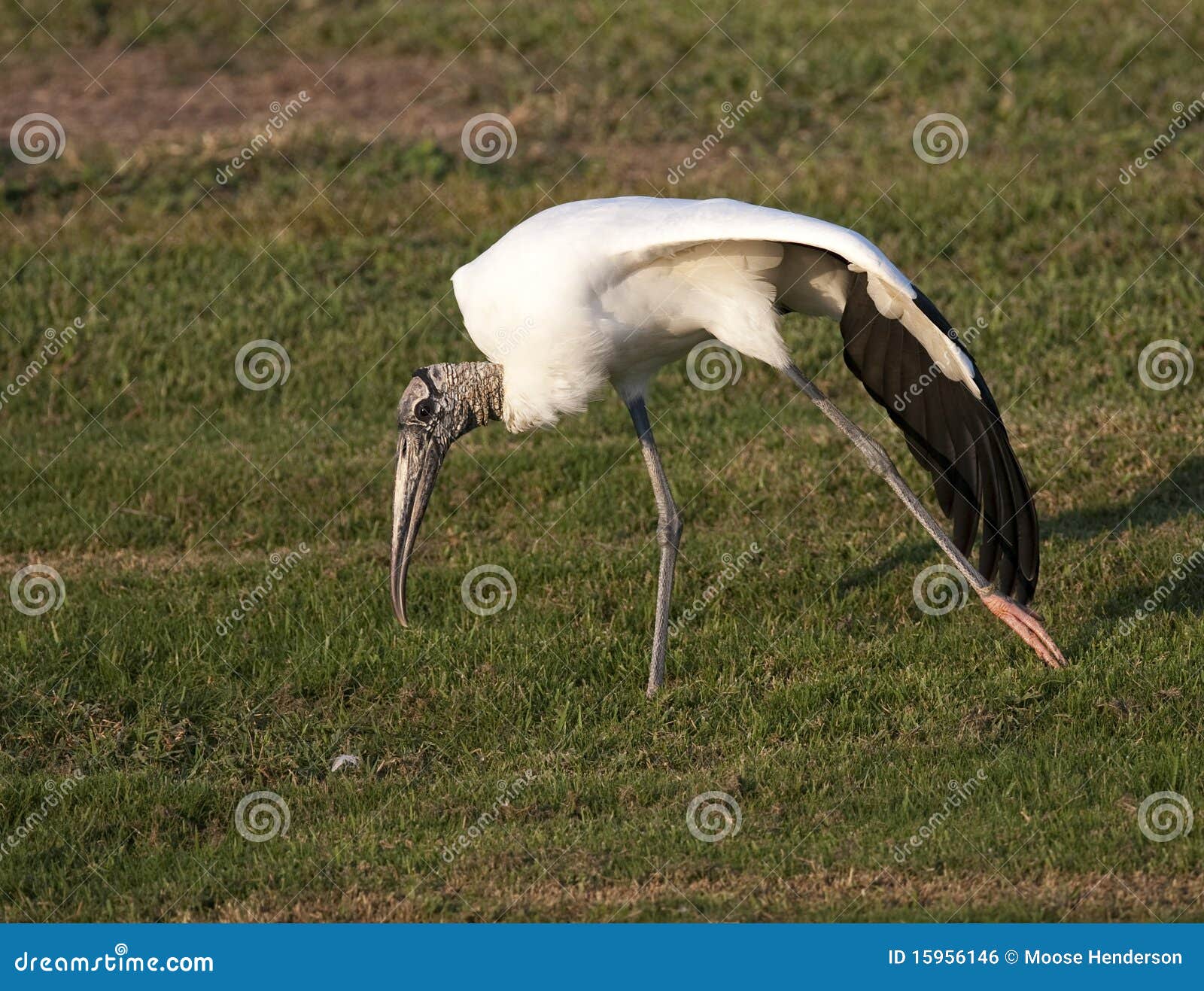 Endangered Wood Stork stock photo. Image of zoology, wildlife - 15956146