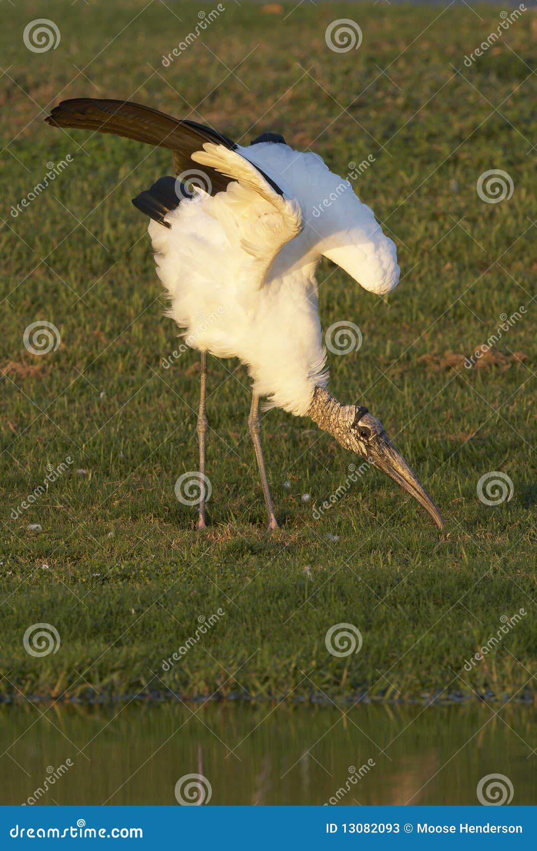 Endangered Wood Stork Wing Stretch Stock Image - Image of saint ...